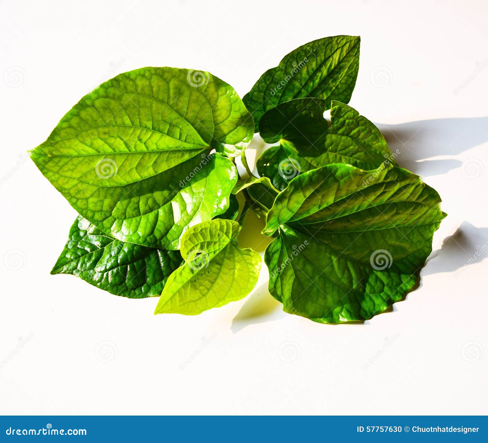 Piper Lolot Also Known As La Lot In Vietnam. Royalty-Free Stock Image ...