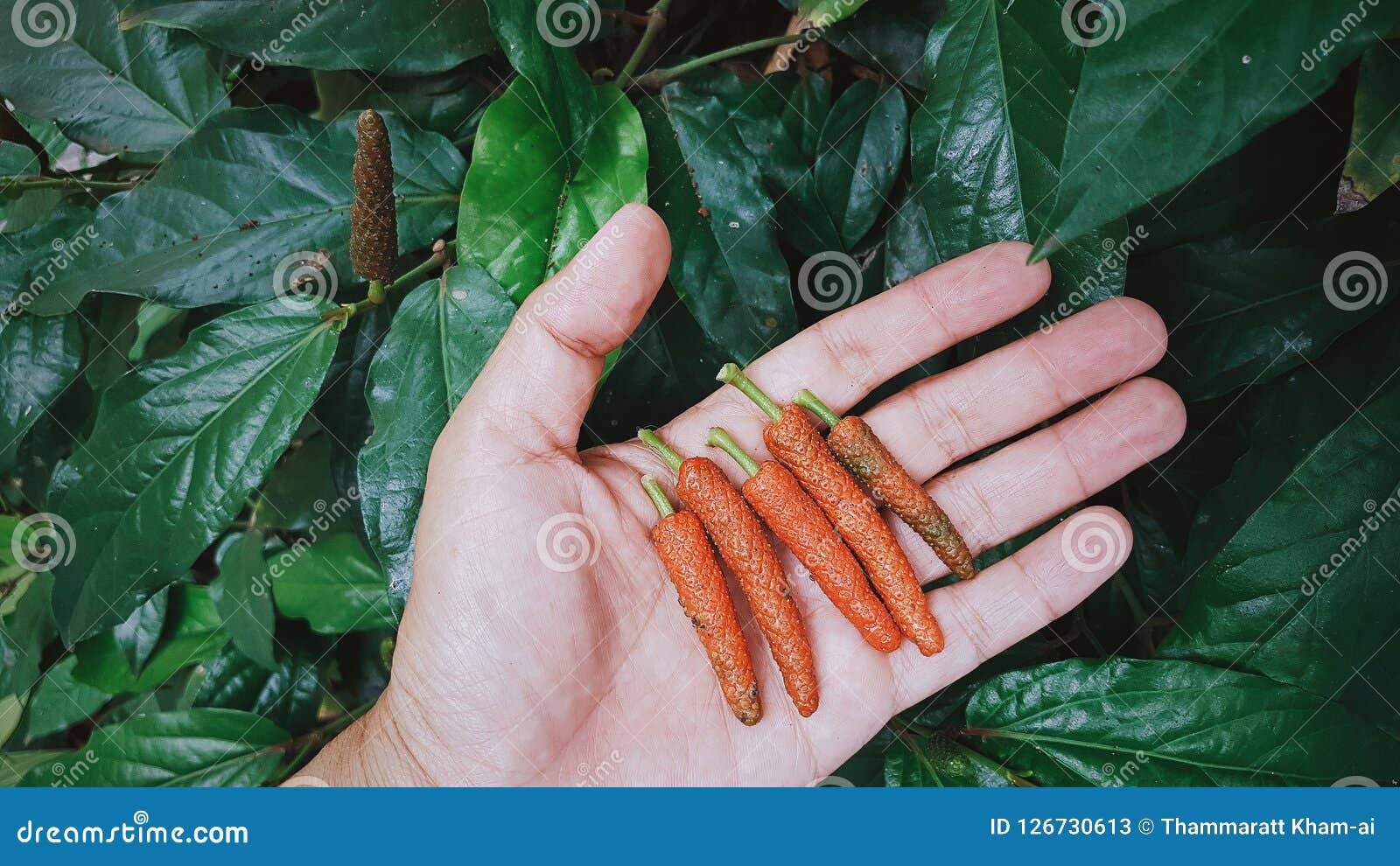 Piper Longum Royalty-Free Stock Photography | CartoonDealer.com #126730613