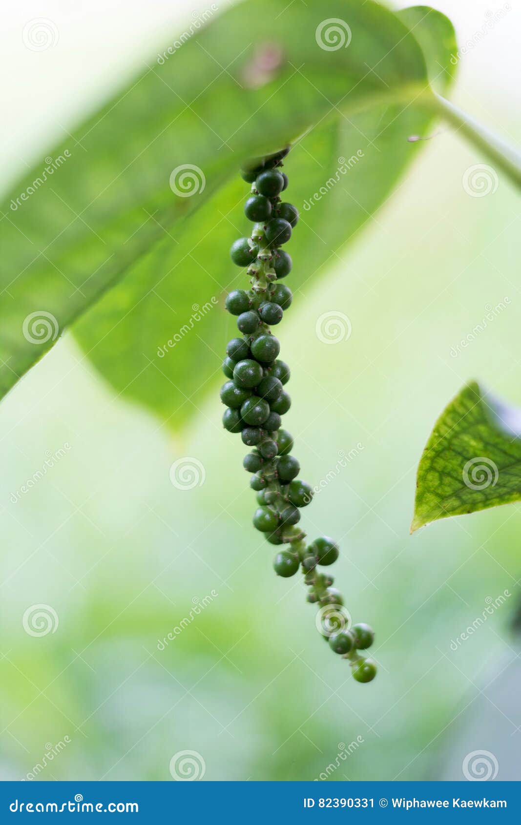 Piper nigrum stock image. Image of outdoor, focus, lush - 82390331