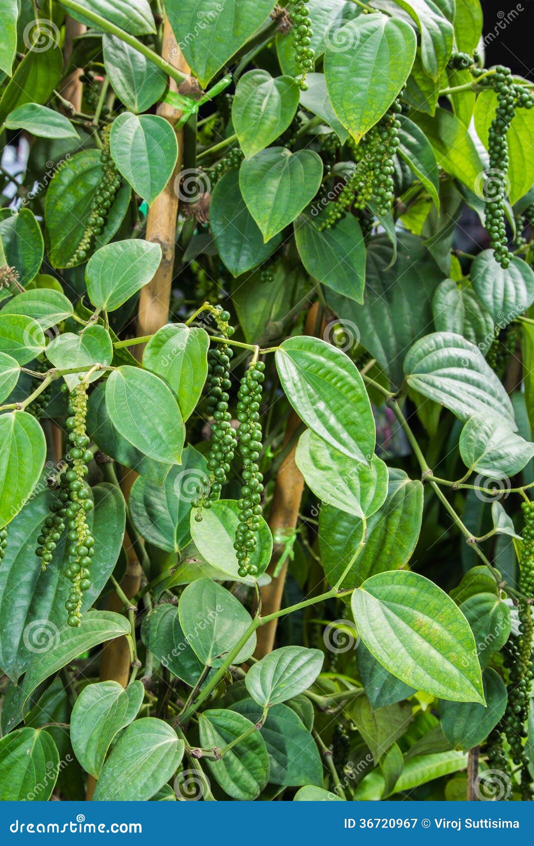 Piper nigrum. stock image. Image of flavoring, grain - 36720967