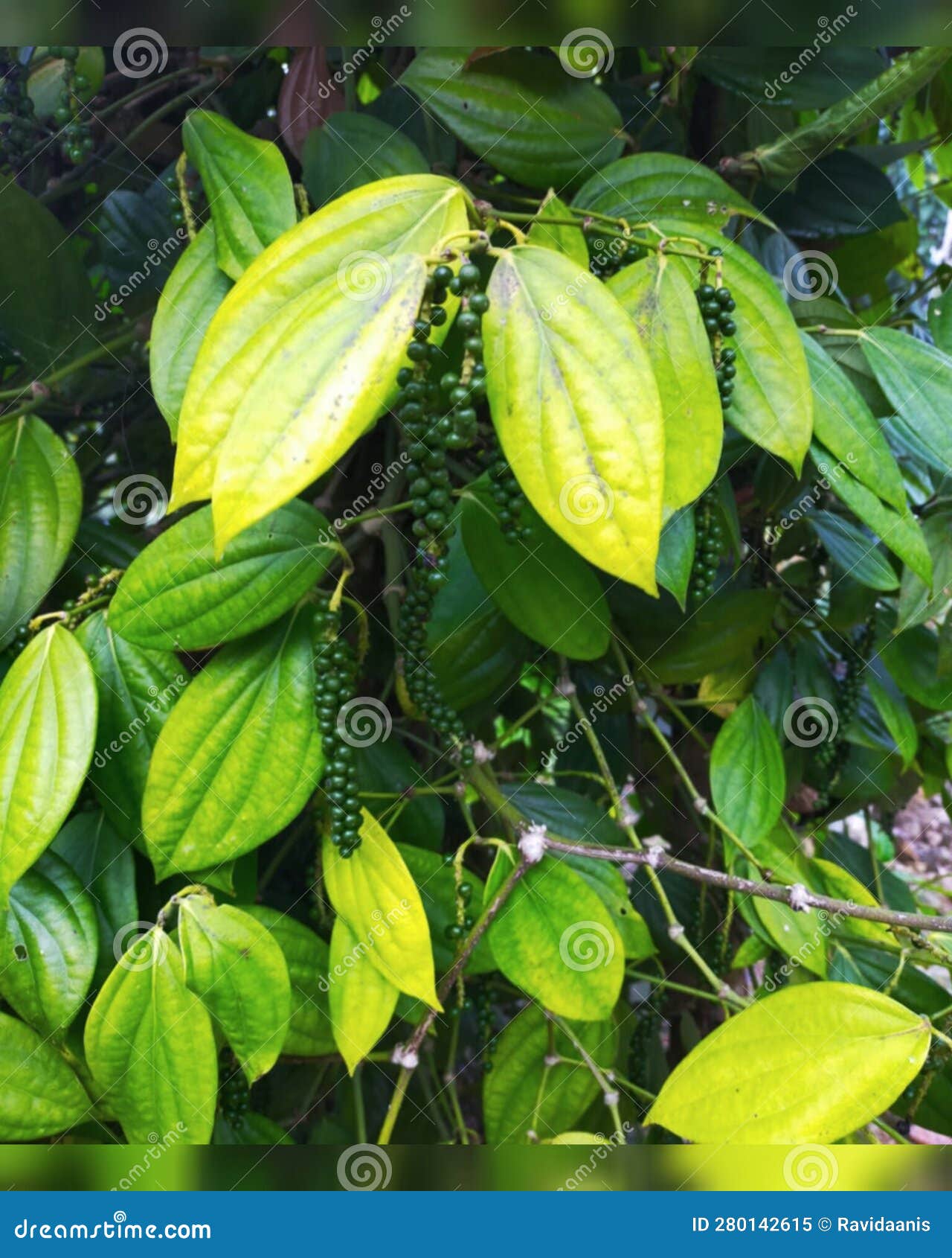 Piper Nigrum or Pepper Tree Stock Image - Image of vegetation, piper ...