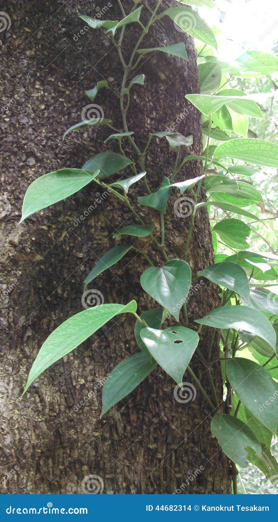 Piper nigrum pepper vine stock photo. Image of cooking - 44682314