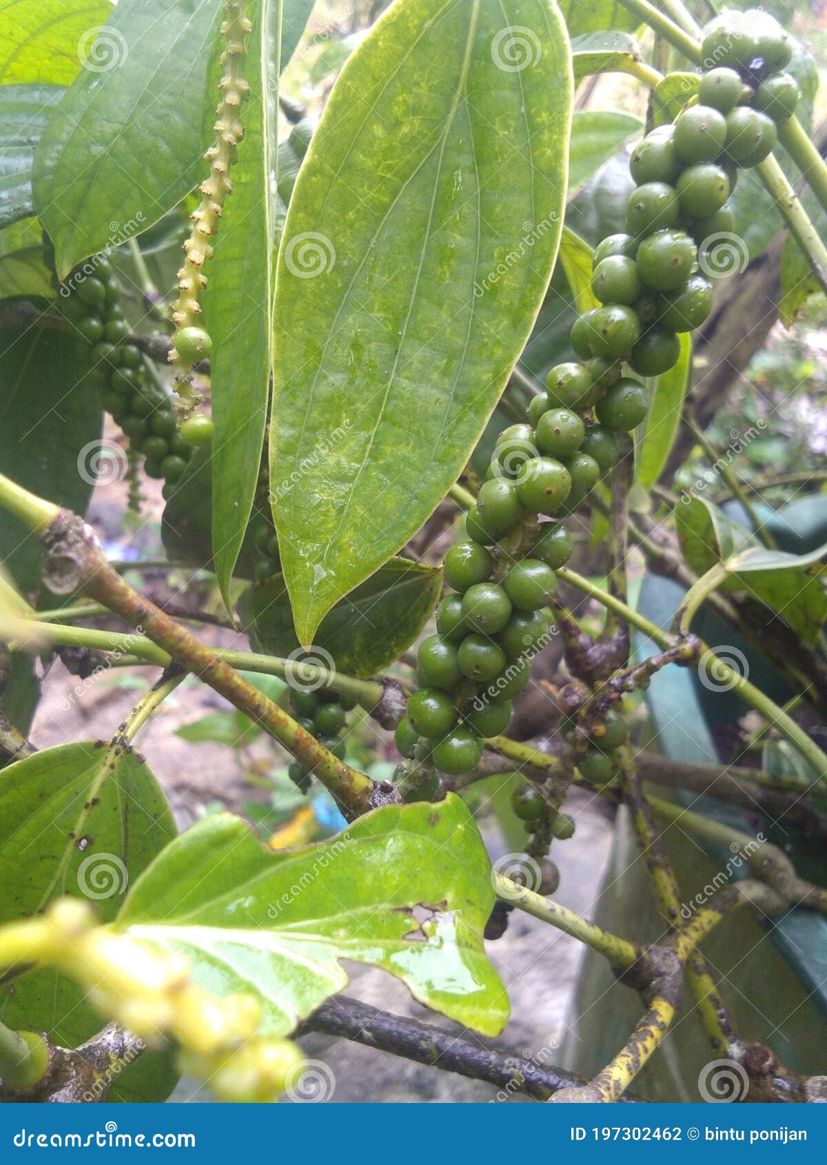 Piper nigrum tree stock photo. Image of leaf, shrub - 197302462