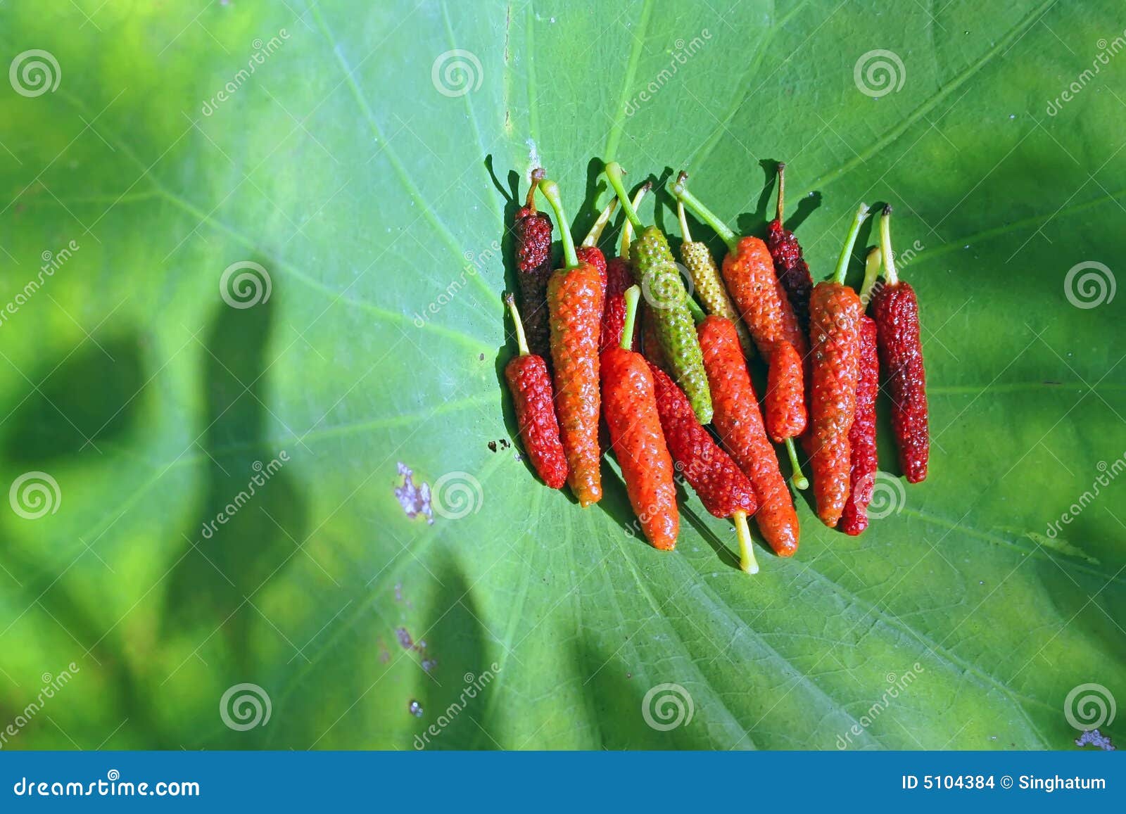 Piper Retrofractum Picture. Image: 5104384