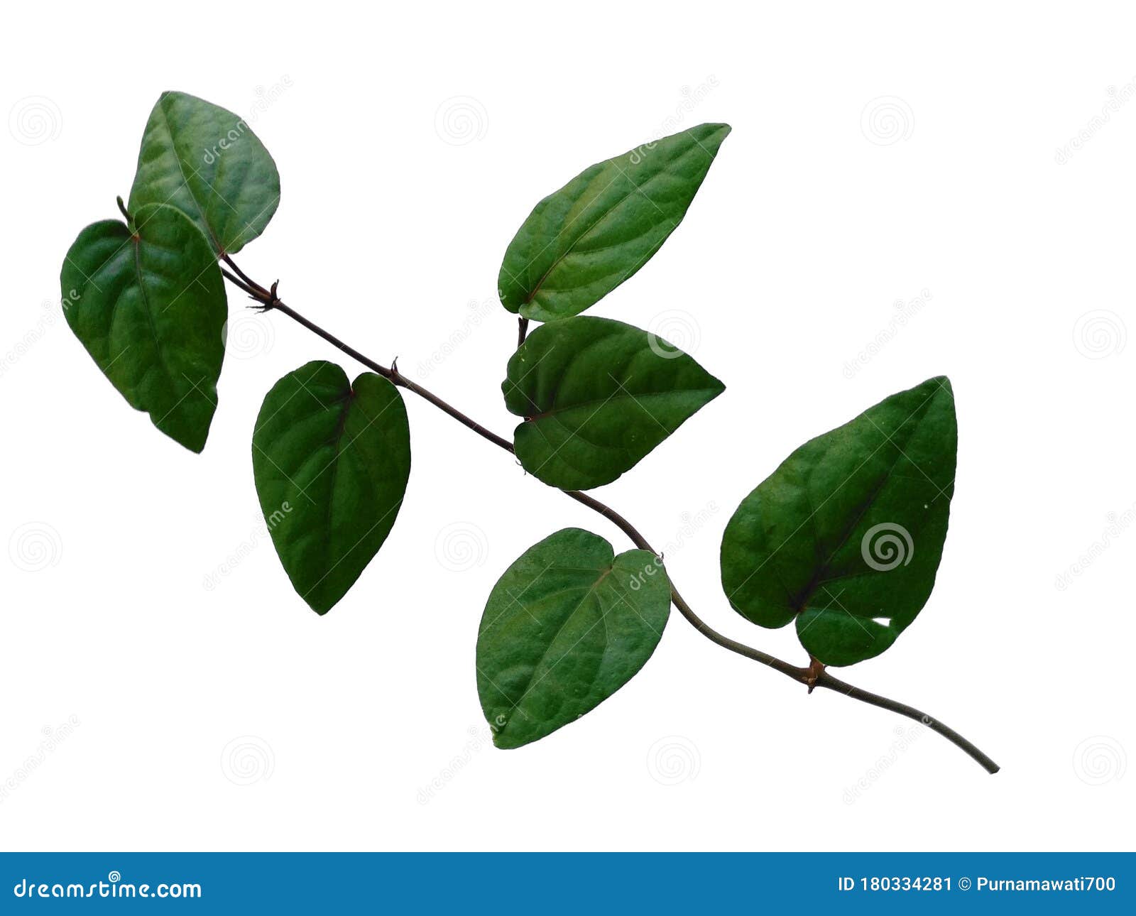 Piper Retrofractum Leaves or Java Chili Leaf on White Background. Stock ...
