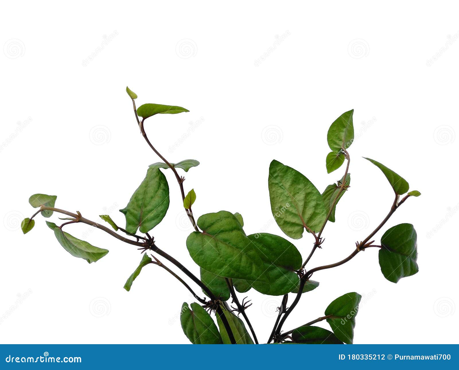 Piper Retrofractum Leaves or Java Chili Leaf on White Background. Stock ...