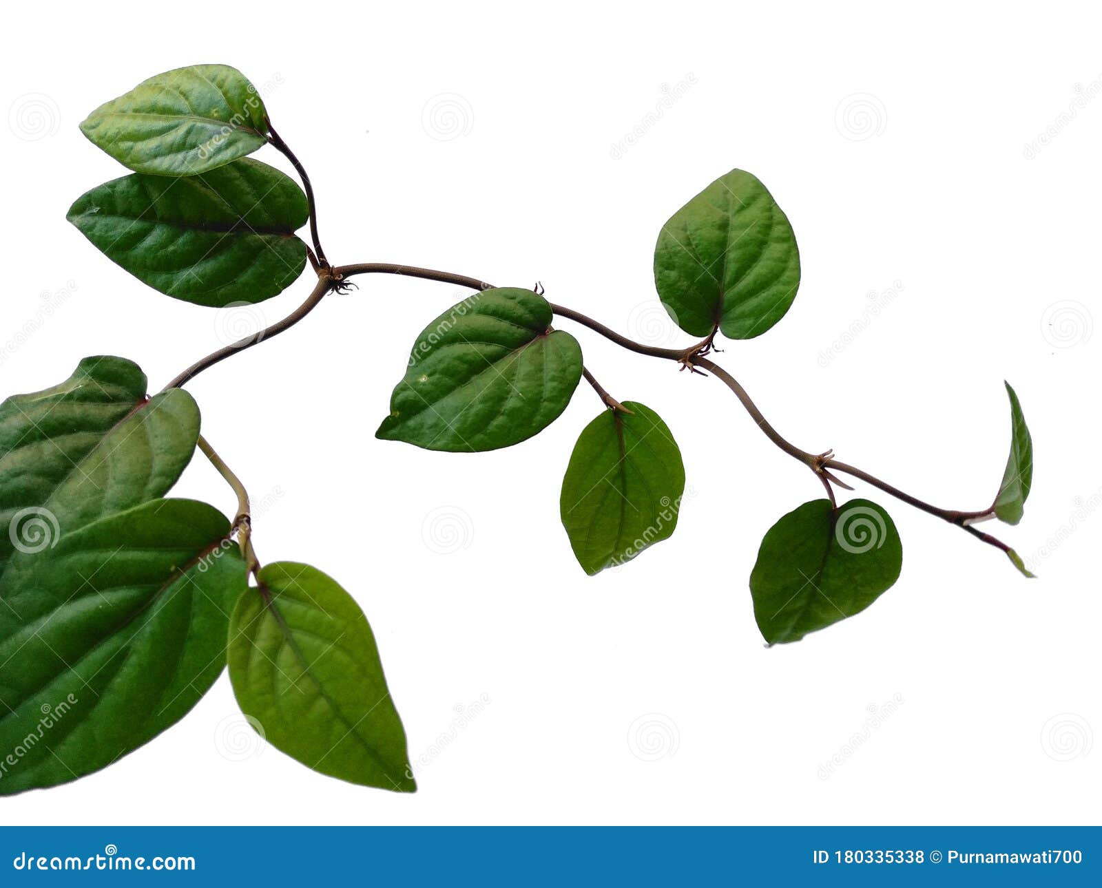 Piper Retrofractum Leaves or Java Chili Leaf on White Background. Stock ...