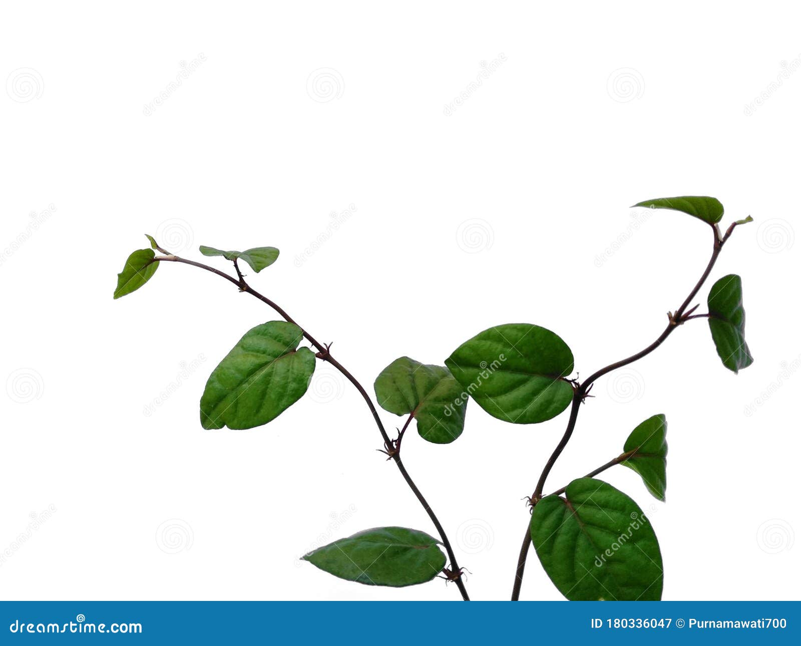 Piper Retrofractum Leaves or Java Chili Leaf on White Background. Stock ...