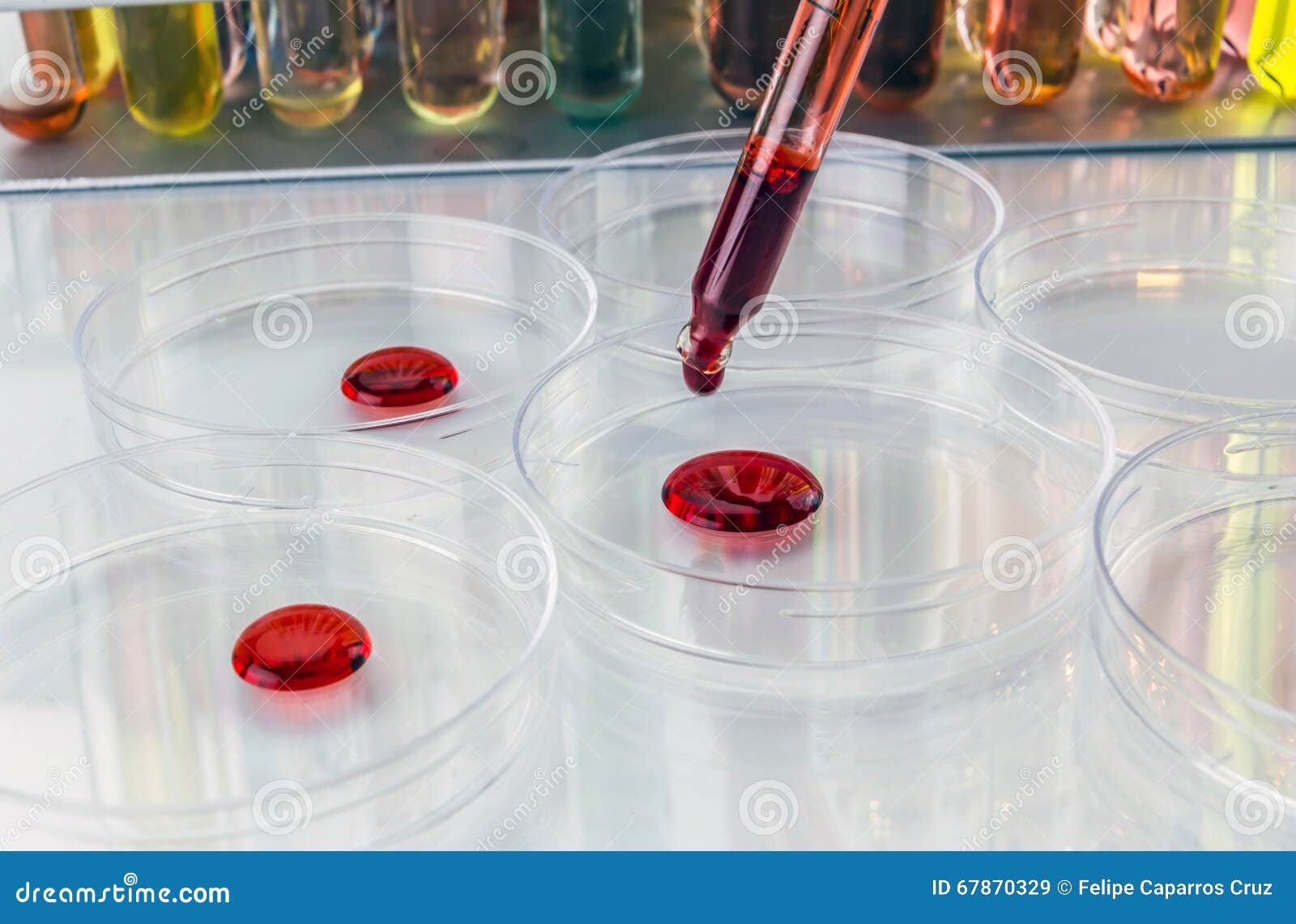 Pipette with Drop of Liquid and Petri Dishes Stock Image - Image of ...