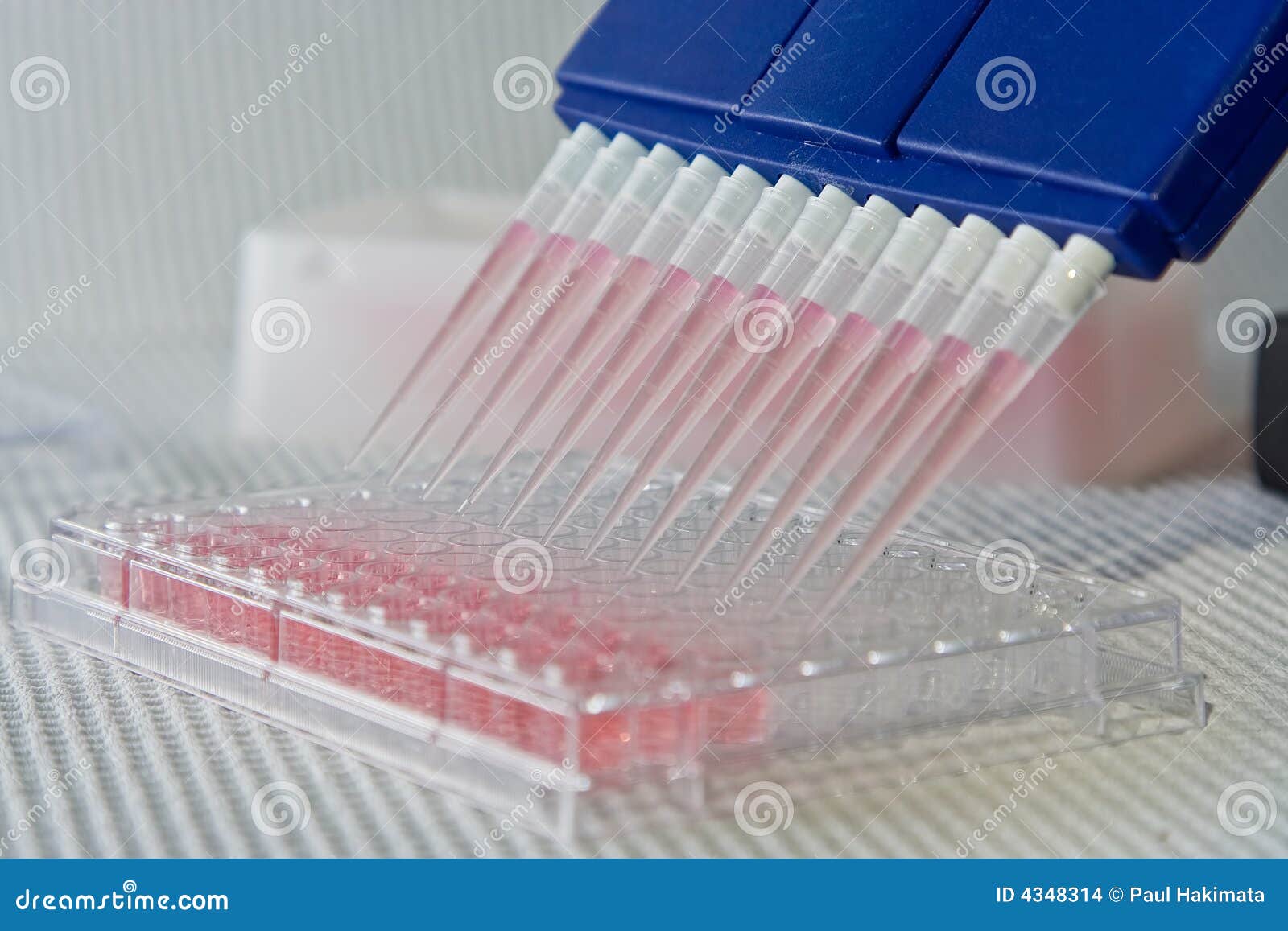Pipetting experiment stock photo. Image of solution, clinical - 4348314