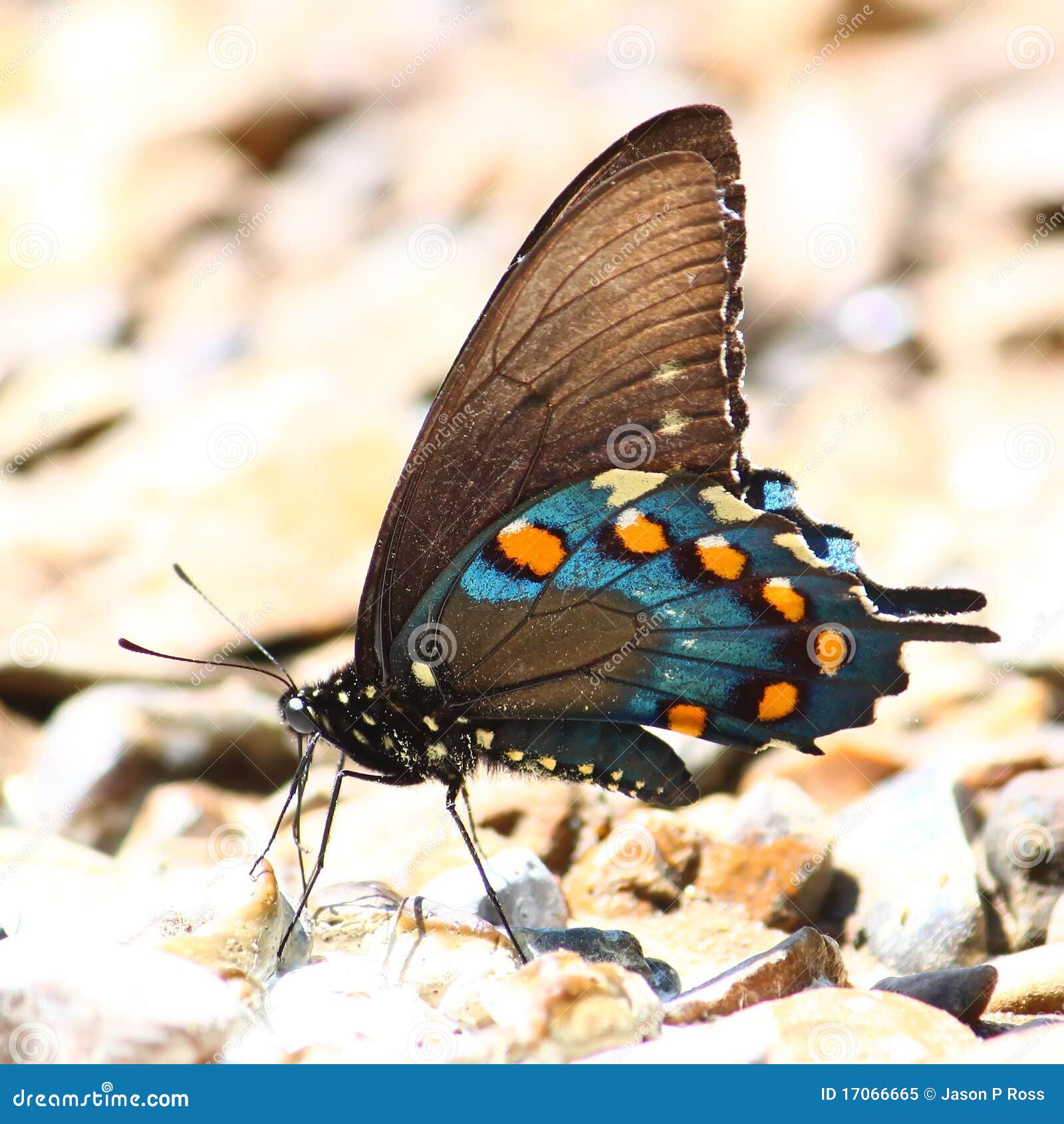 Pipevine Swallowtail (Battus Philenor) Stock Image - Image of beautiful ...