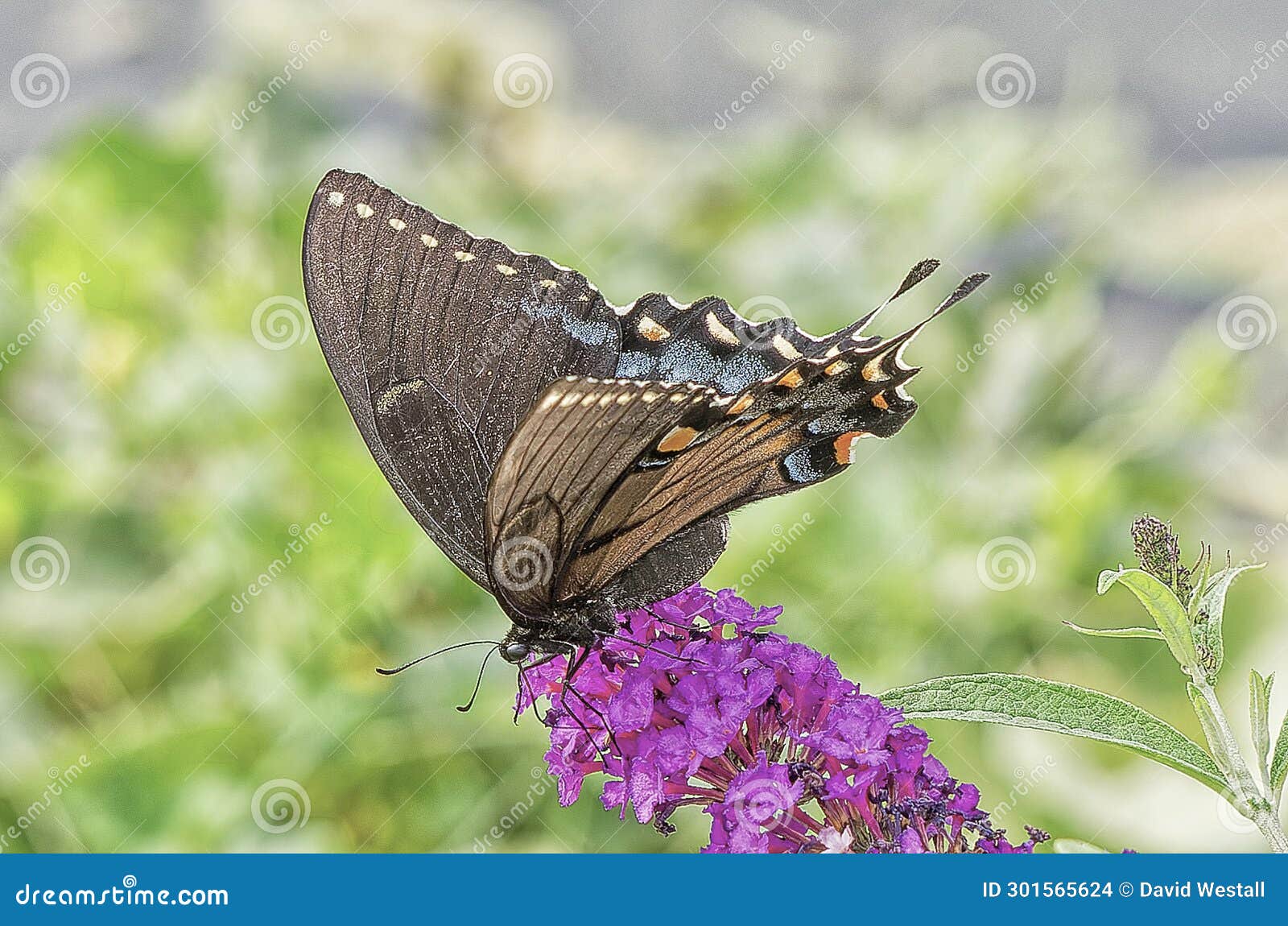 Pipevine Swallowtail Butterfly Stock Photo - Image of pipevine ...