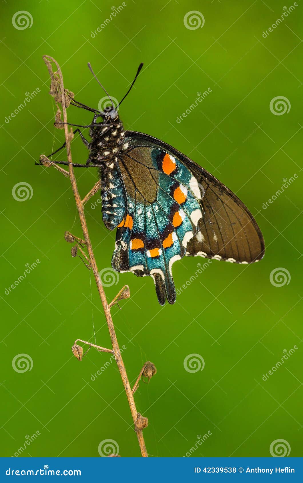 Pipevine Swallowtail stock photo. Image of beautiful - 42339538