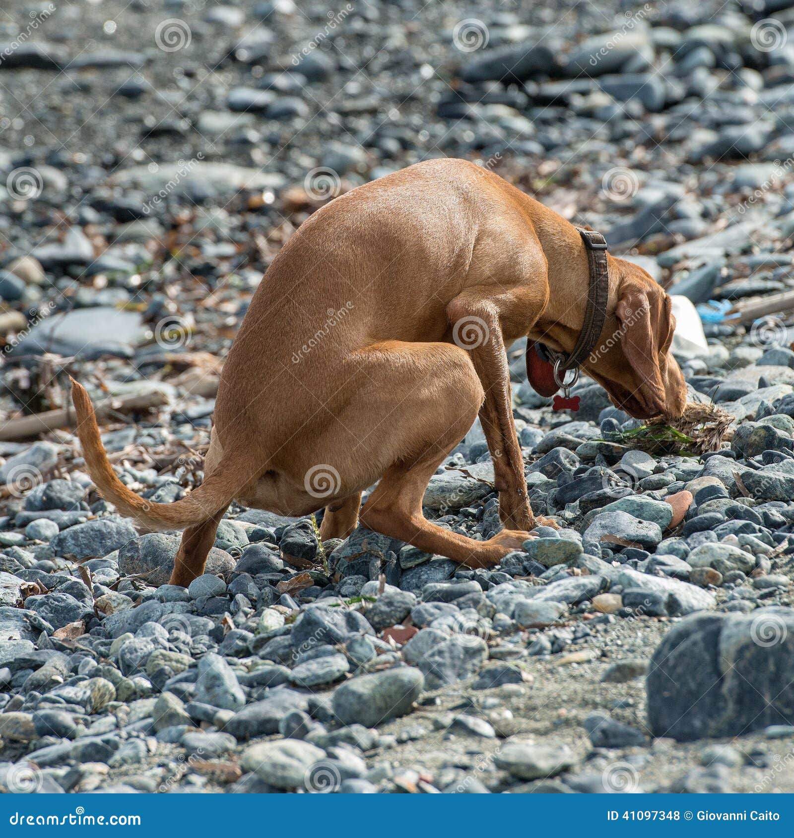 Pipi auf dem Strand stockfoto. Bild von welpe, draussen - 41097348
