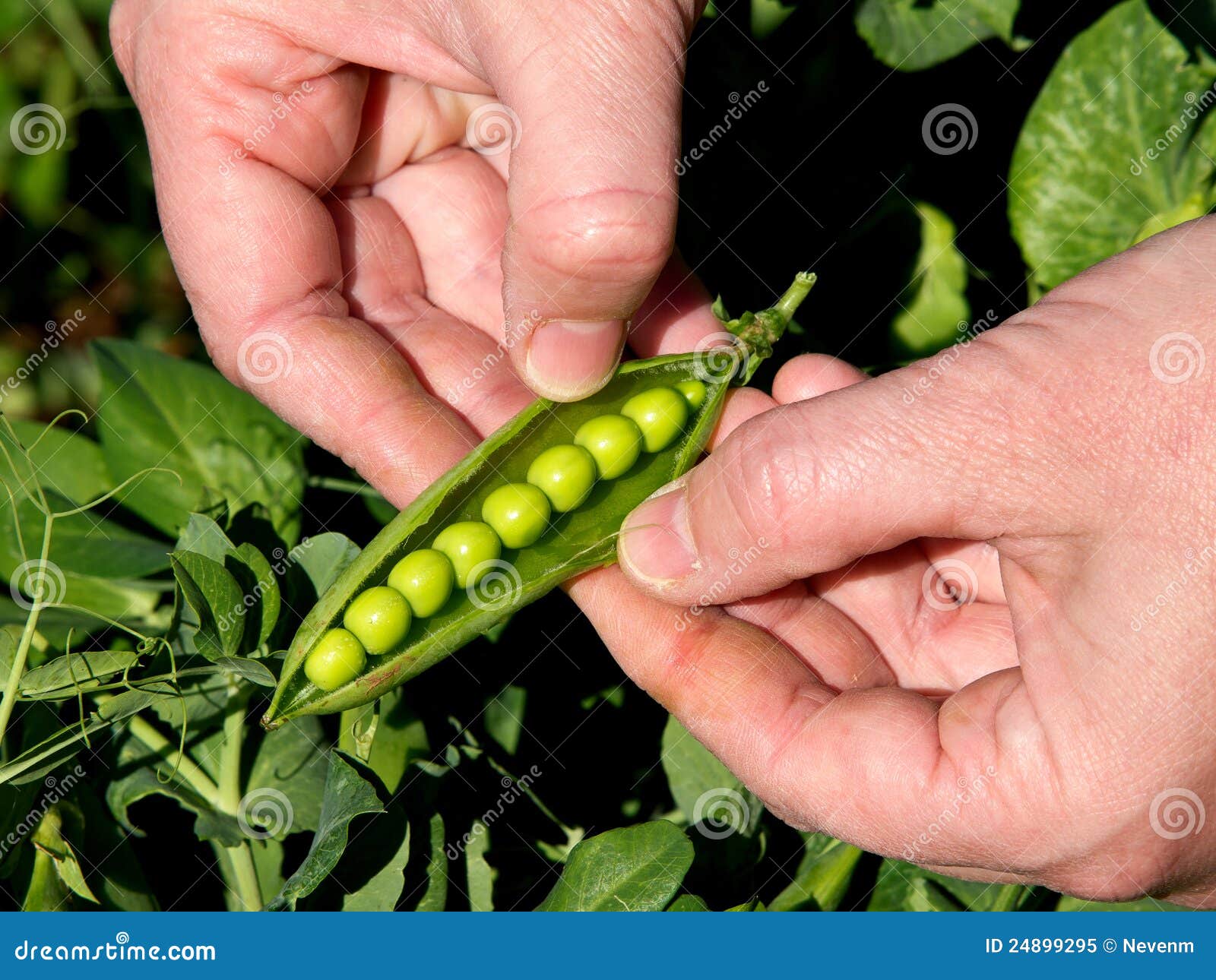 Pipi di verde immagine stock. Immagine di utile, baccello - 24899295
