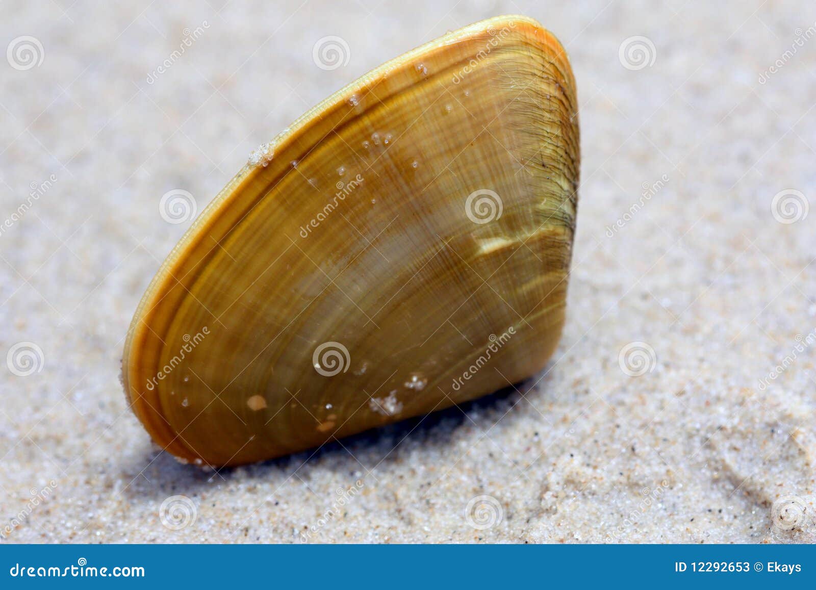 Pipi shell stock image. Image of nature, mollusk, sand - 12292653