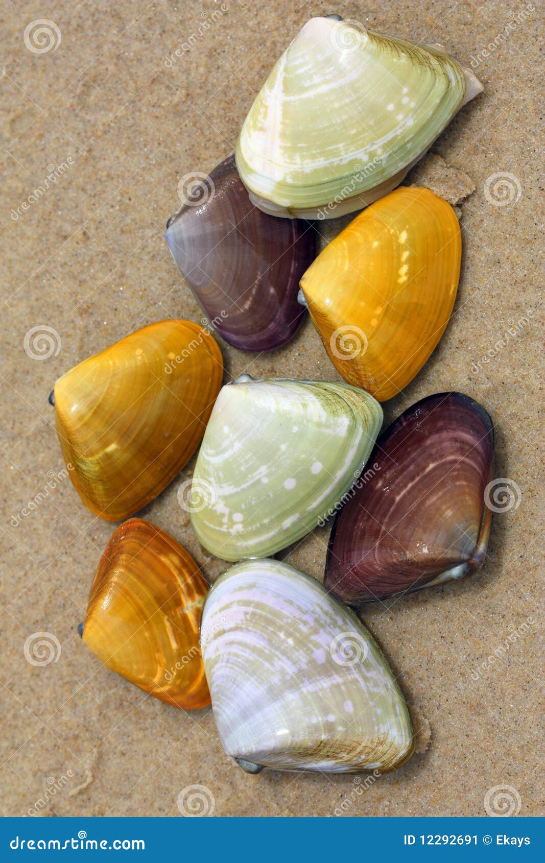 Pipi Shell Royalty-Free Stock Photo | CartoonDealer.com #12292653