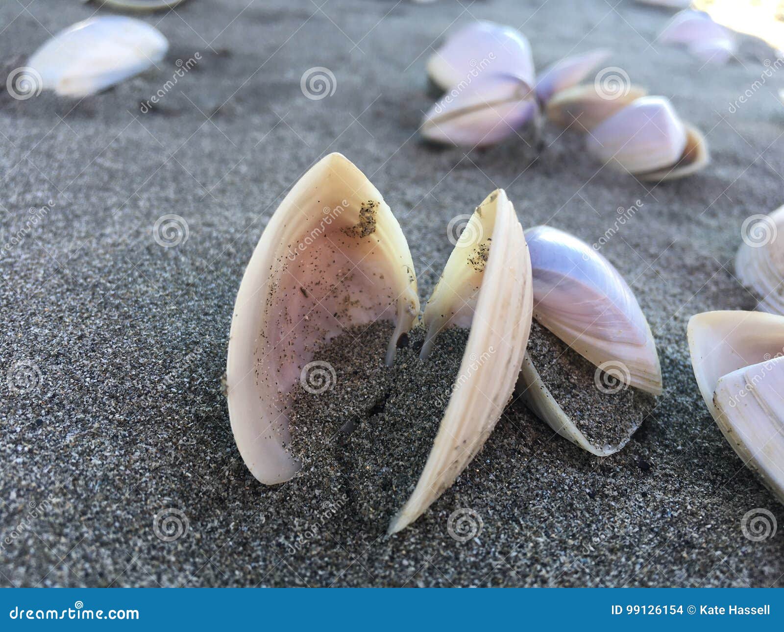 Pipi shells stock photo. Image of never, shells, pipi - 99126154