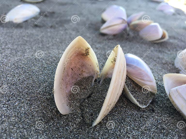 Pipi shells stock photo. Image of never, shells, pipi - 99126154