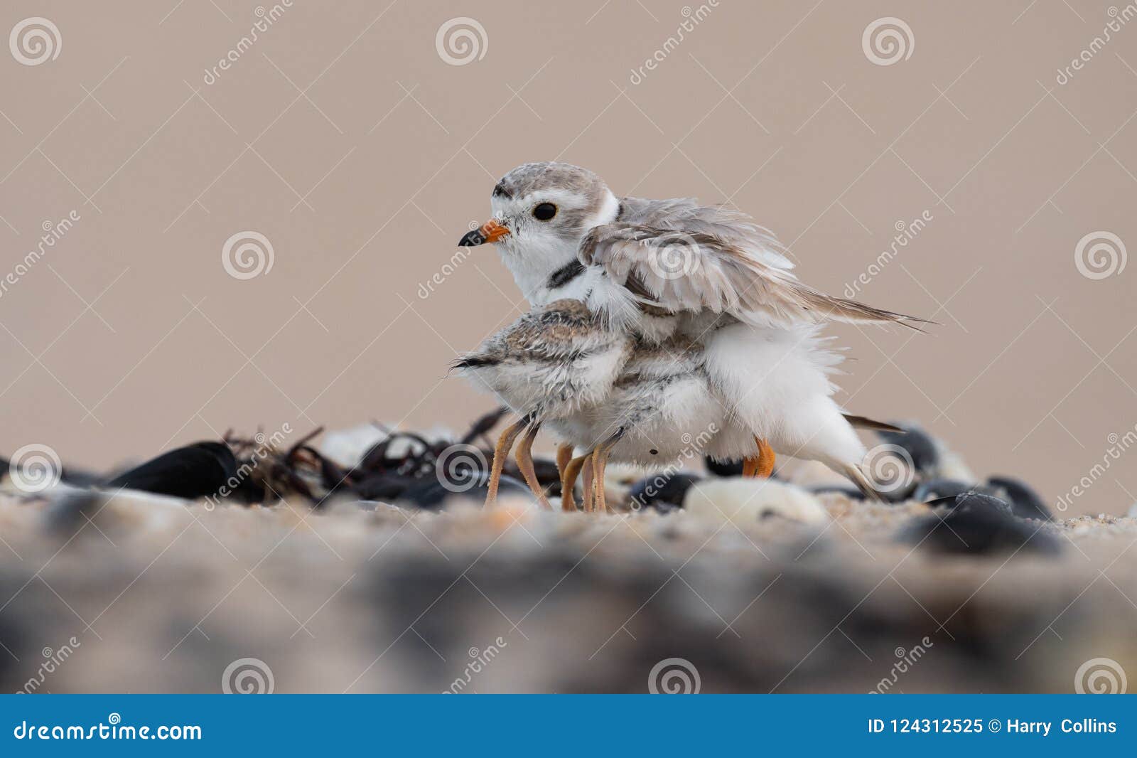 Piping Plover Chick on the Beach Stock Image - Image of ocean ...