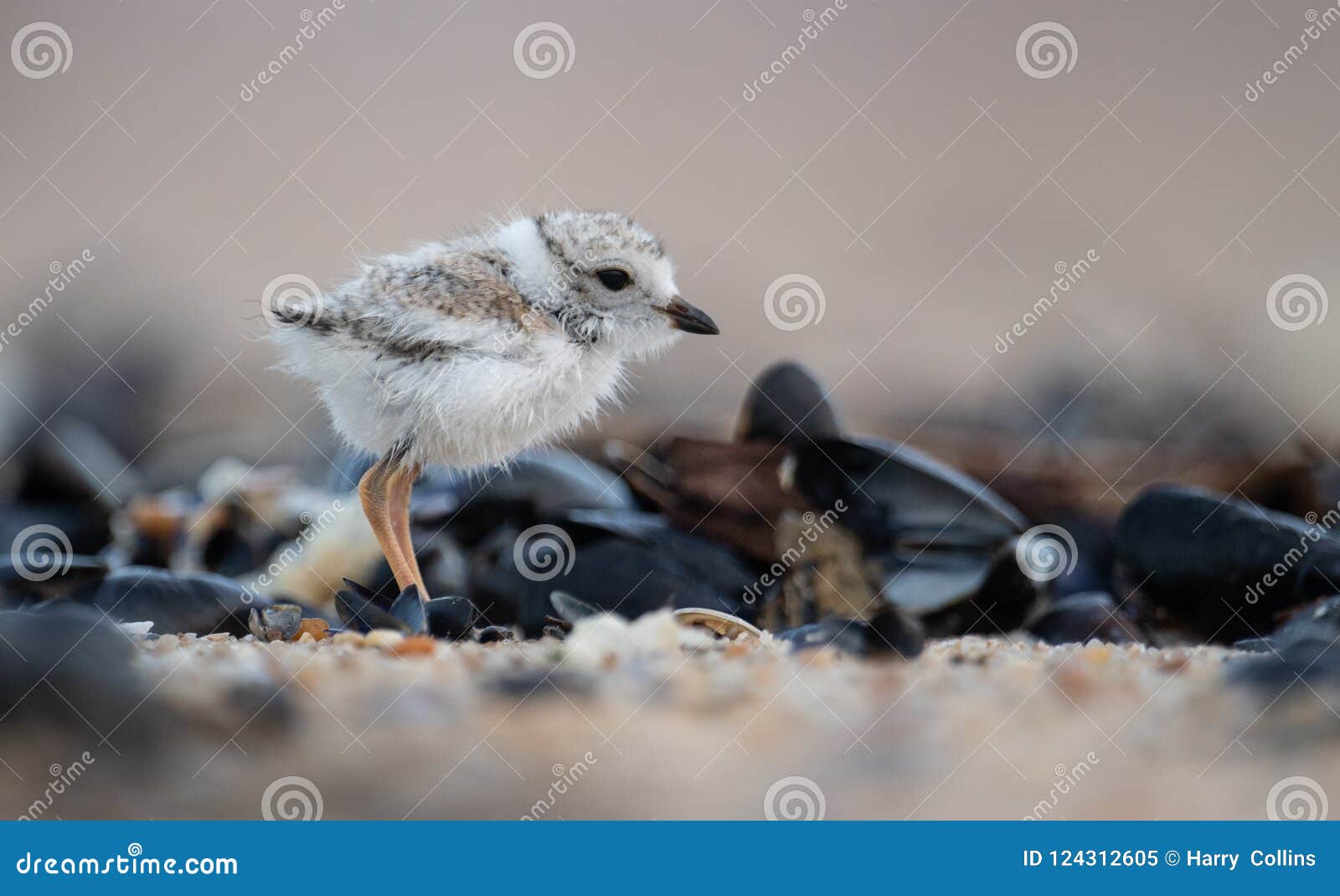 Piping Plover Chick on the Beach Stock Image - Image of lake, flapping ...