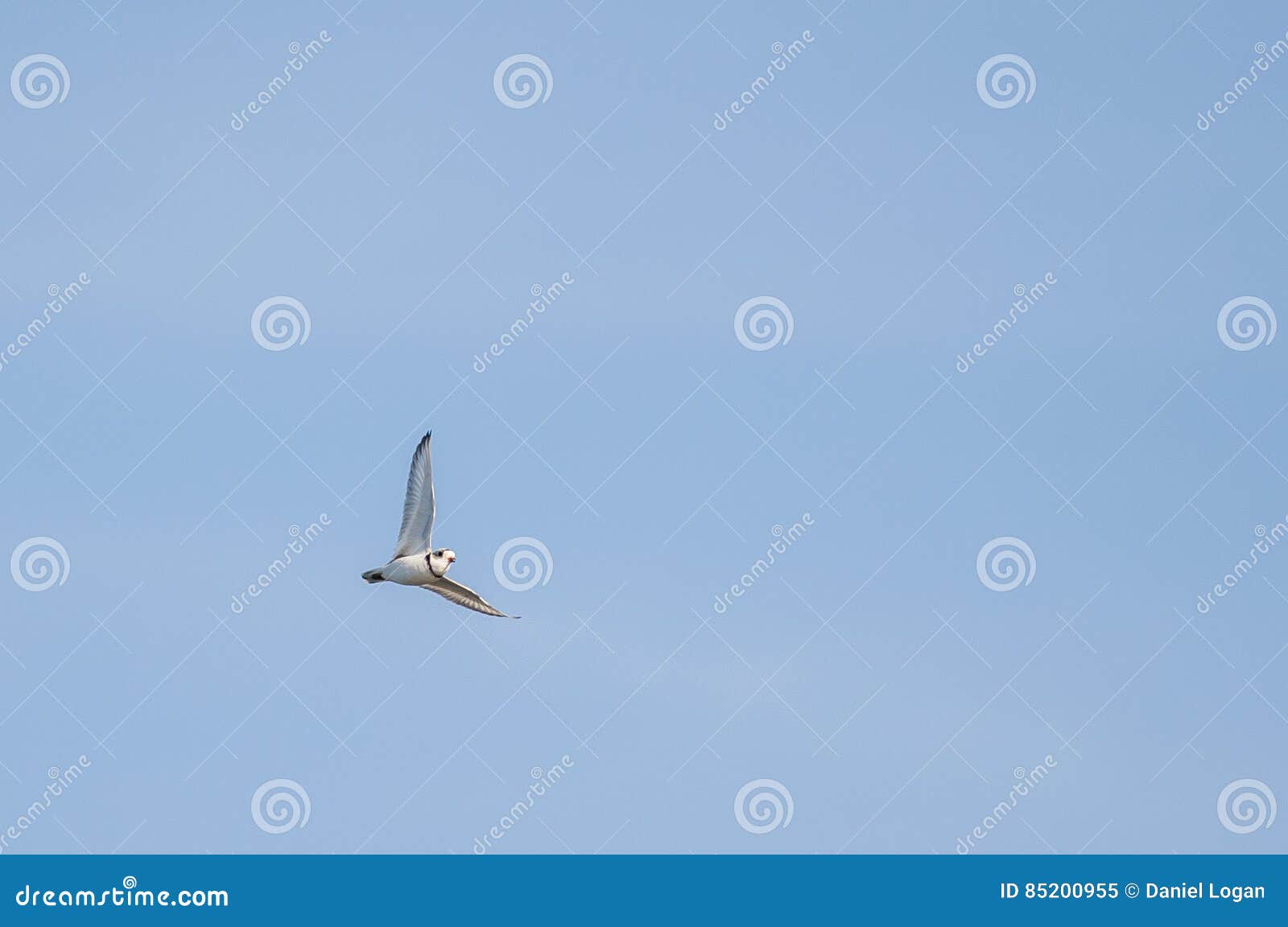 Piping Plover in flight stock image. Image of avian, plover - 85200955