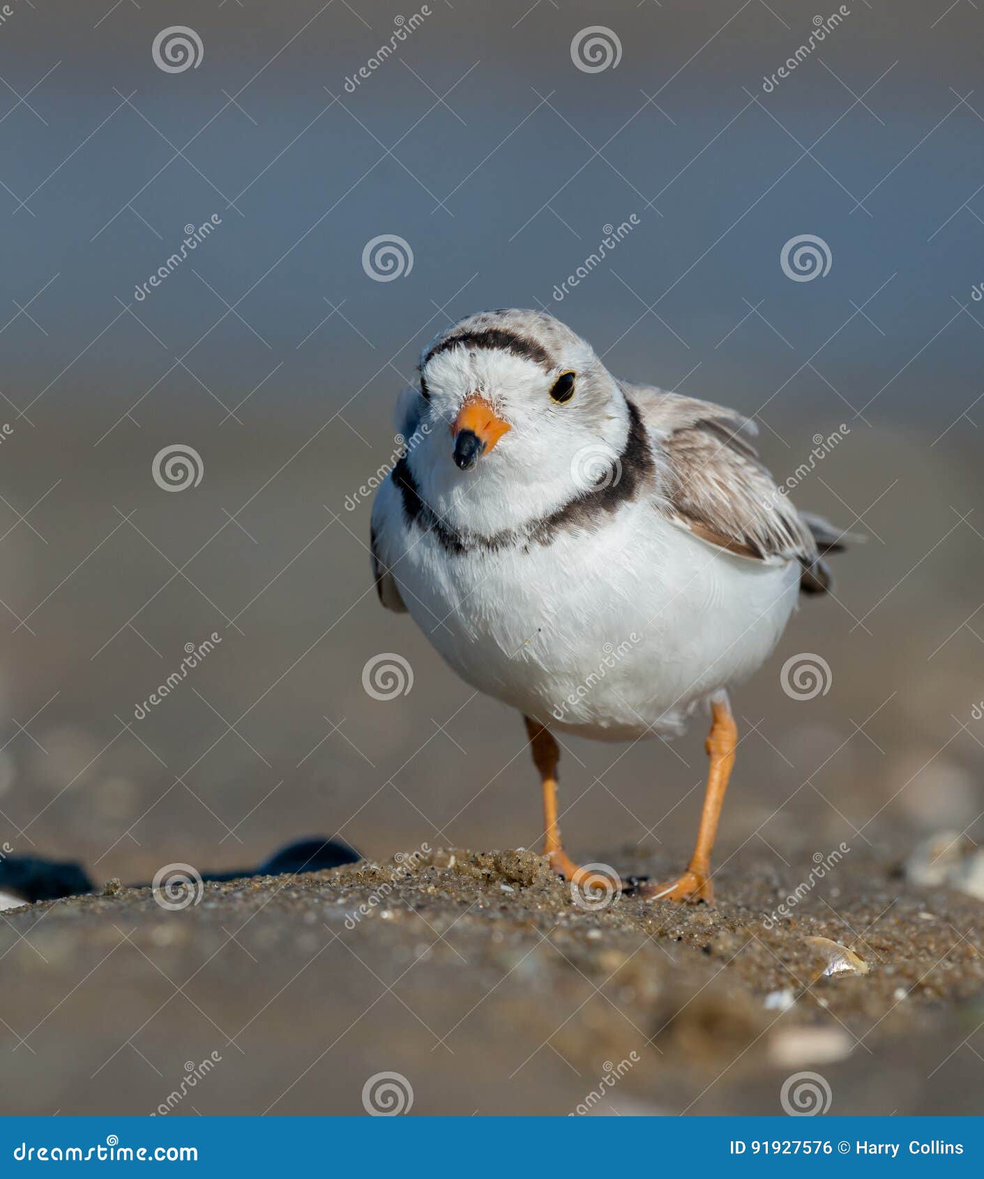 Piping Plover stock photo. Image of emerge, evening, hunt - 91927576
