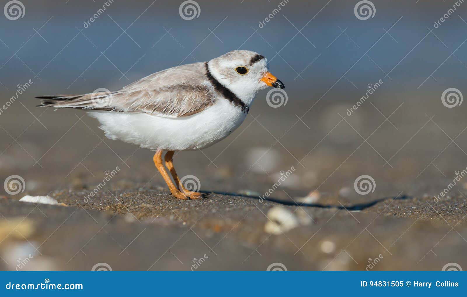165 Piping Plover Nesting Stock Photos - Free & Royalty-Free Stock ...
