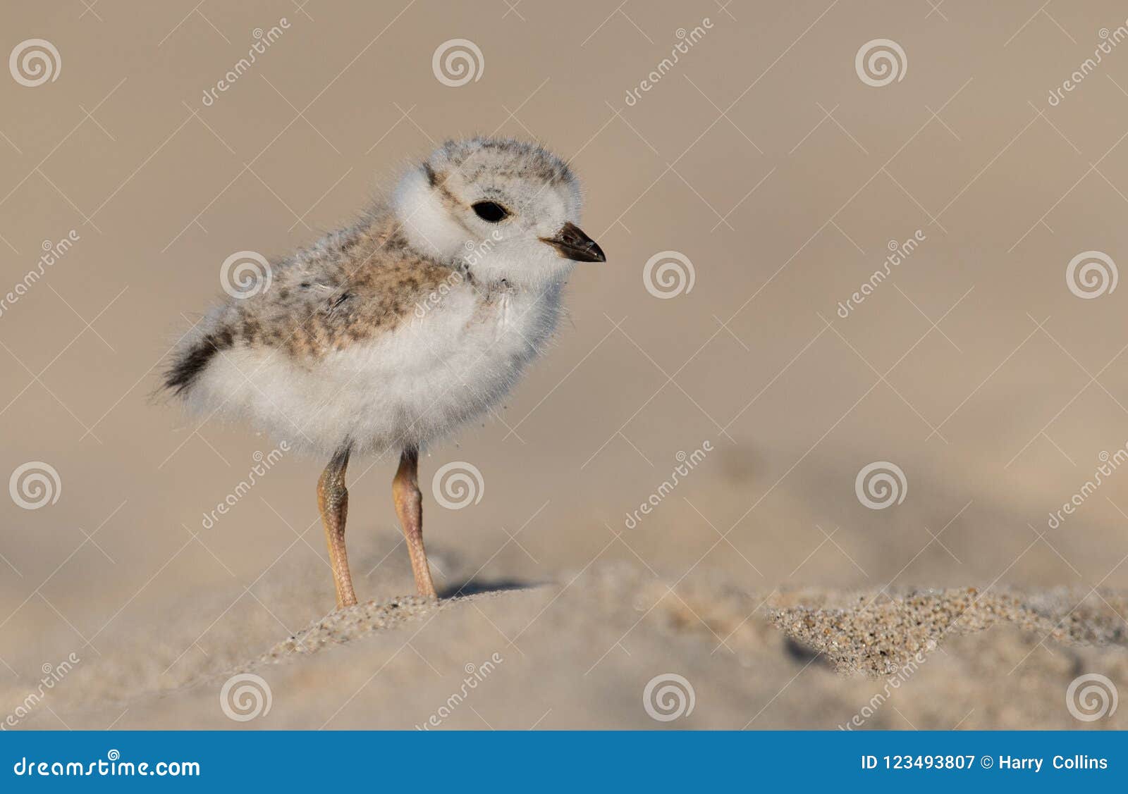 Piping Plover in New Jersey Stock Image - Image of coastline, camera ...