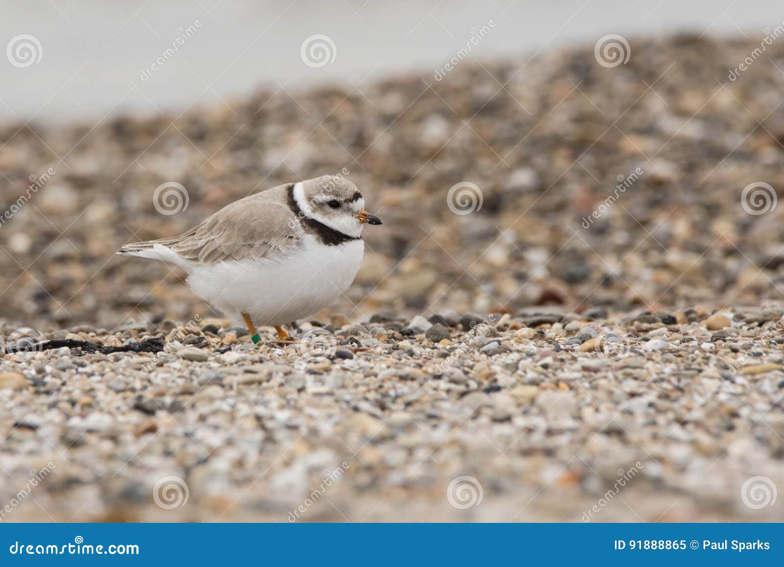 Piping Plover stock image. Image of beach, bands, michigan - 91888865