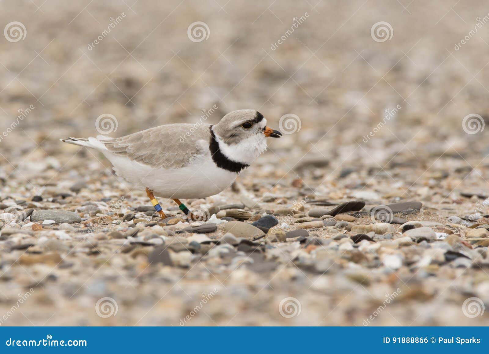 Piping Plover stock photo. Image of flying, beach, environment - 91888866