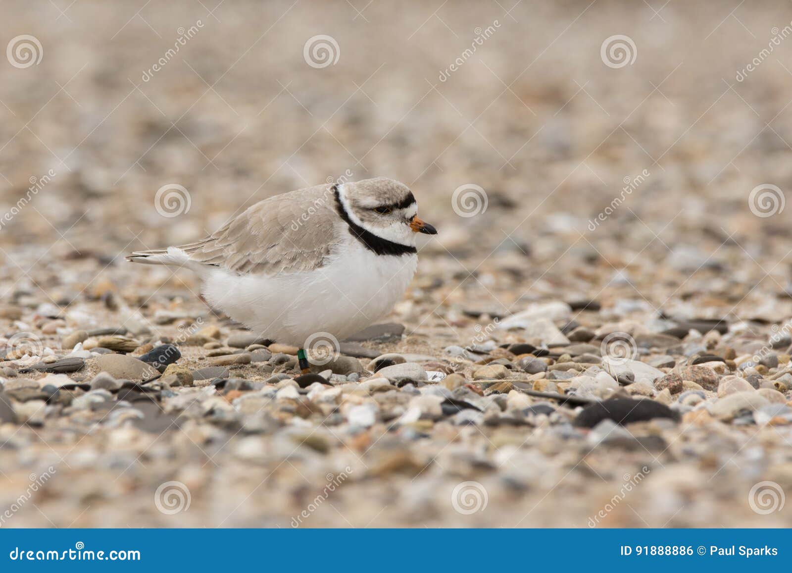 Piping Plover stock photo. Image of lake, wings, plover - 91888886