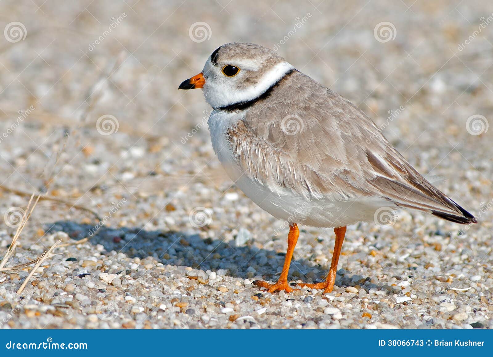 Piping Plover stock image. Image of peep, melodus, nature - 30066743