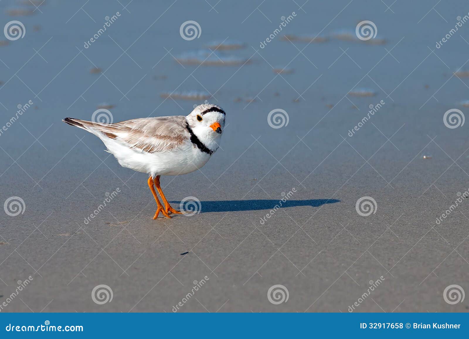 Piping Plover stock photo. Image of beach, sand, cape - 32917658