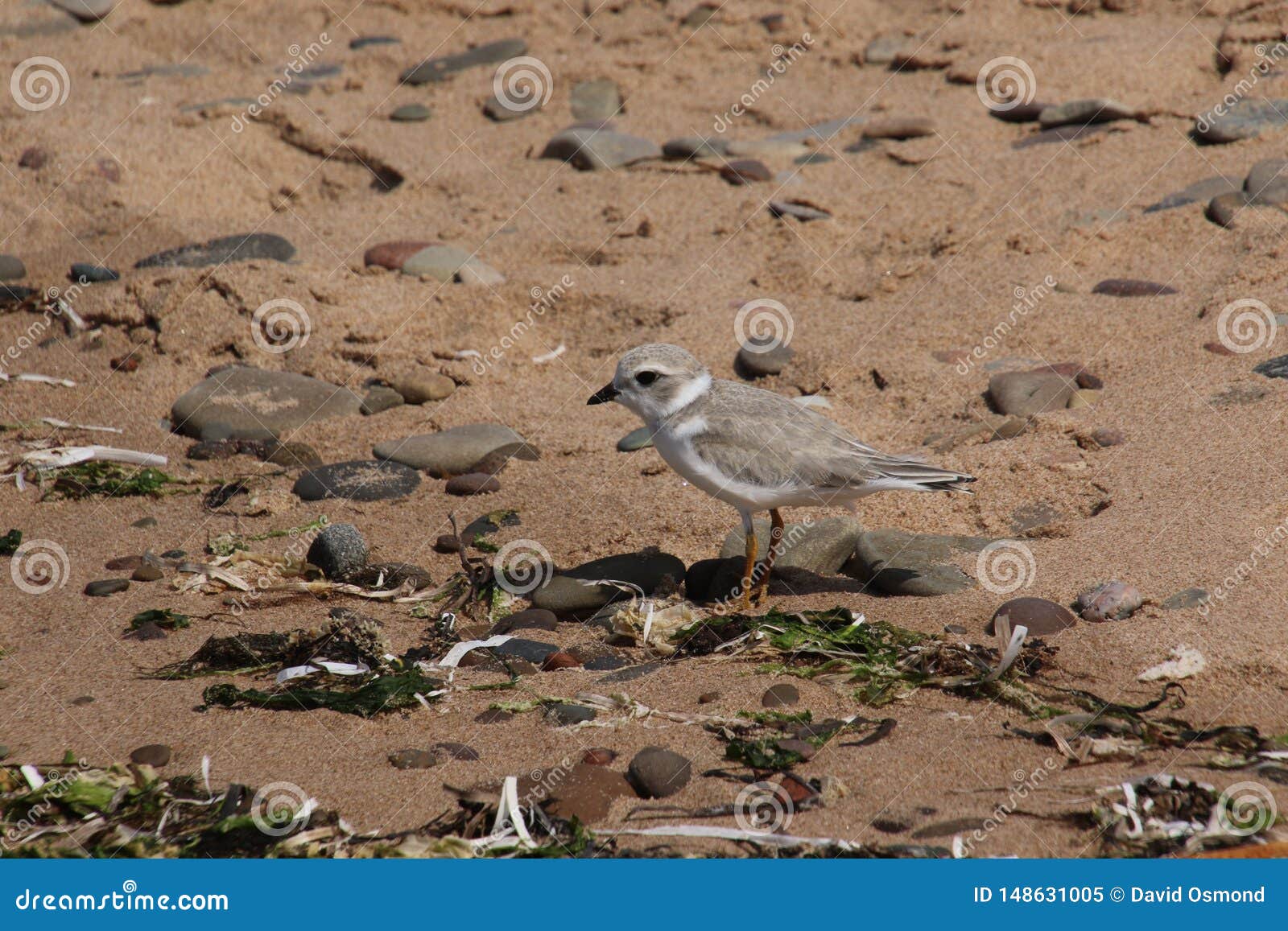 A Piping Plover Standing on a Sandy Beach Stock Image - Image of ...