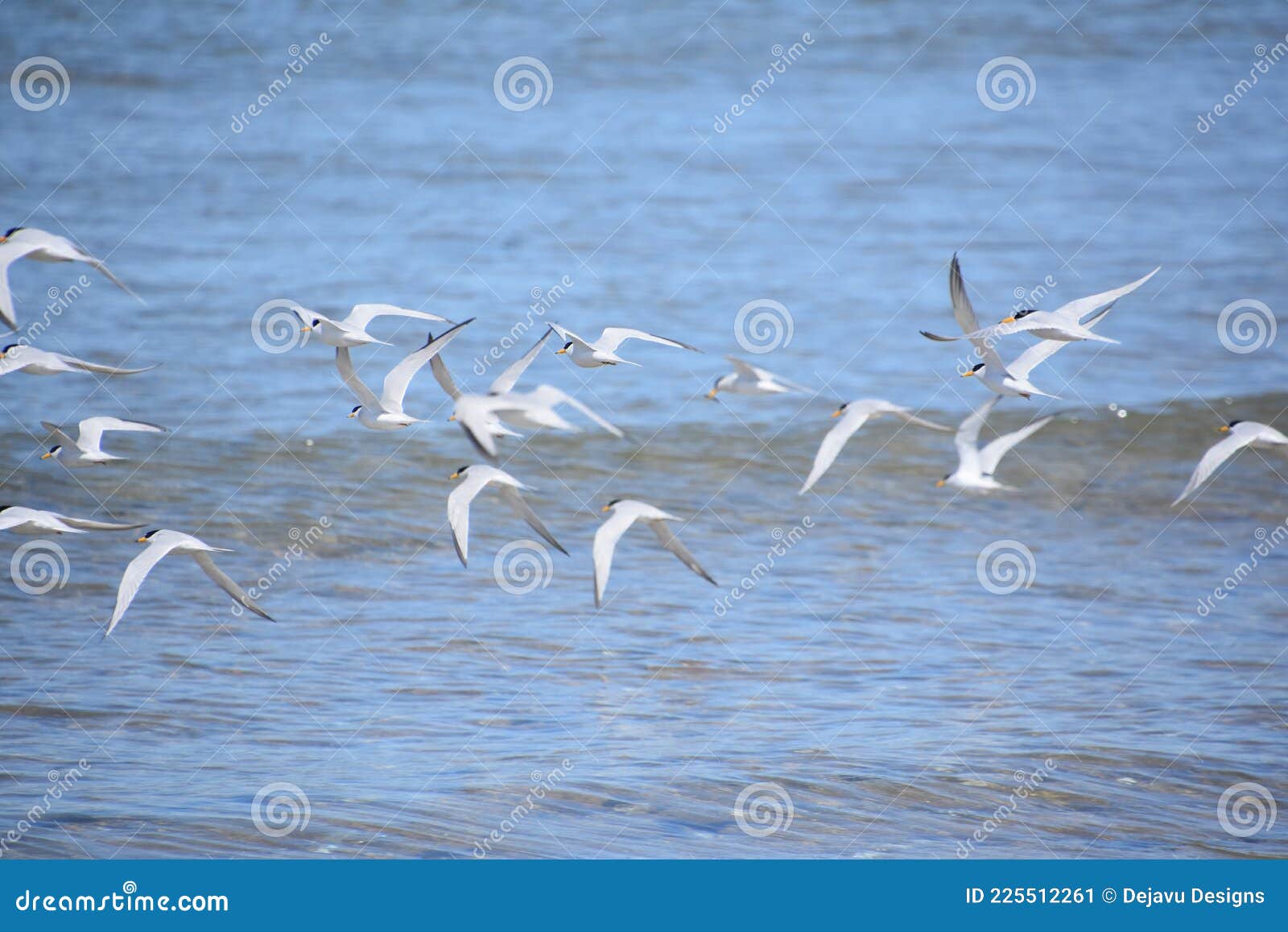 Piping Plovers in Flight Over the Ocean Stock Image - Image of bird ...