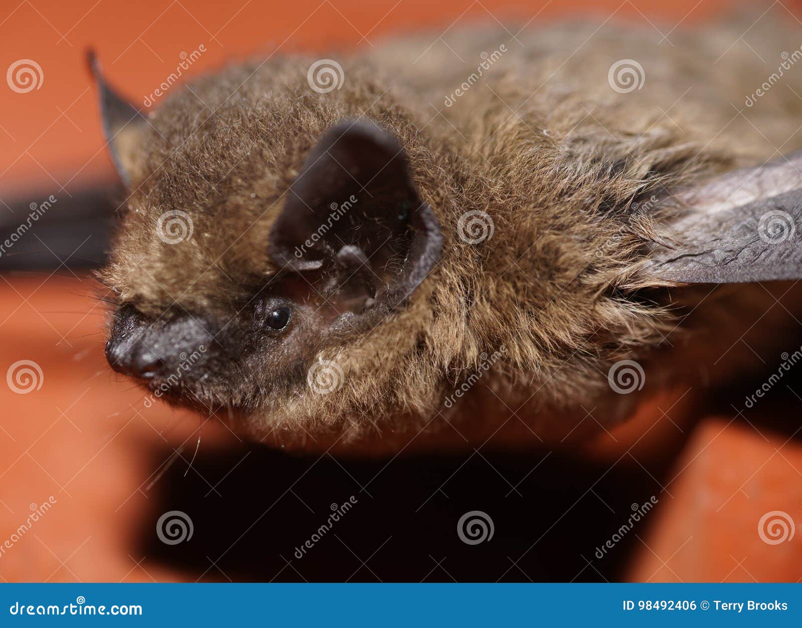 Pipistrelle Bat stock photo. Image of insectivorous, animal - 98492406