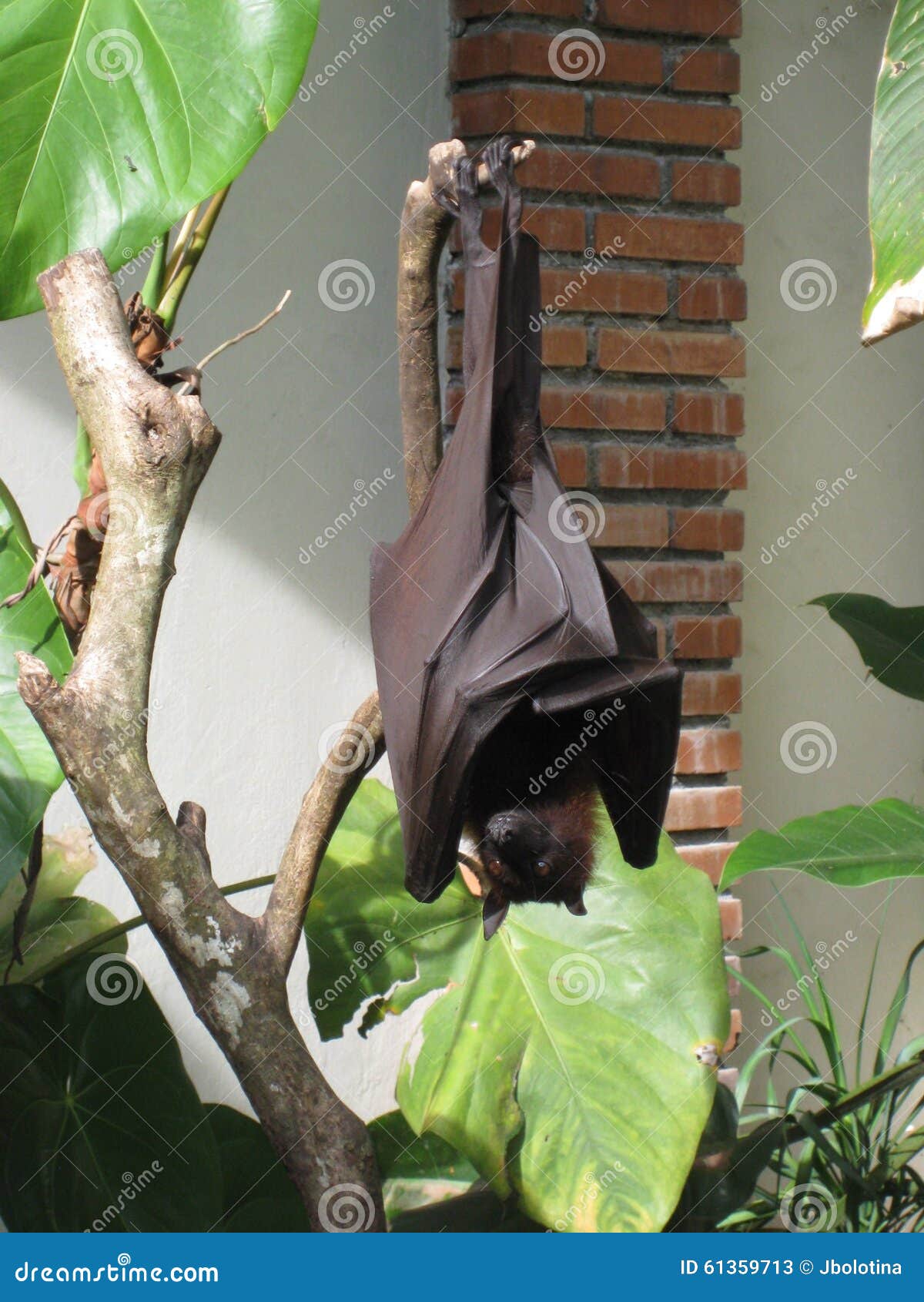 Pipistrelli della frutta immagine stock. Immagine di natura - 61359713