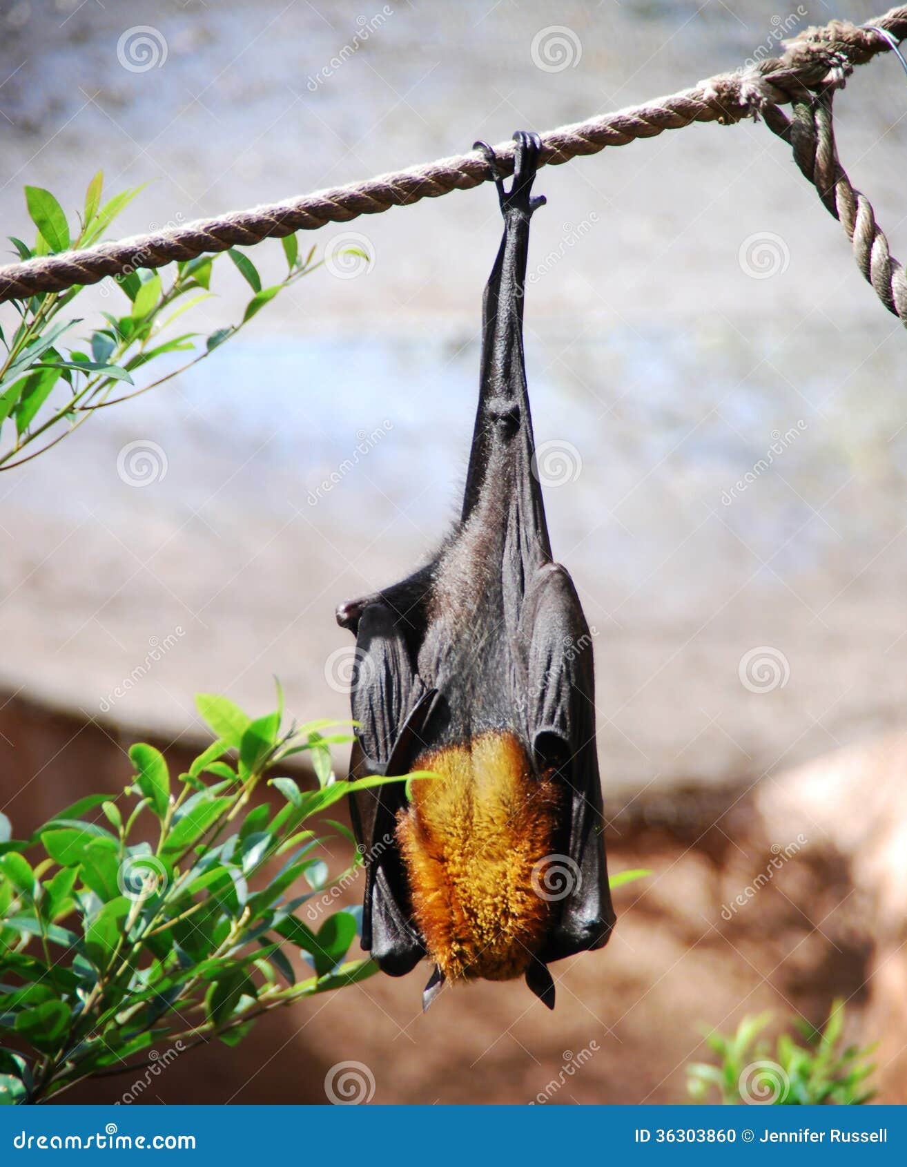 Pipistrello della frutta fotografia stock. Immagine di frutta - 36303860