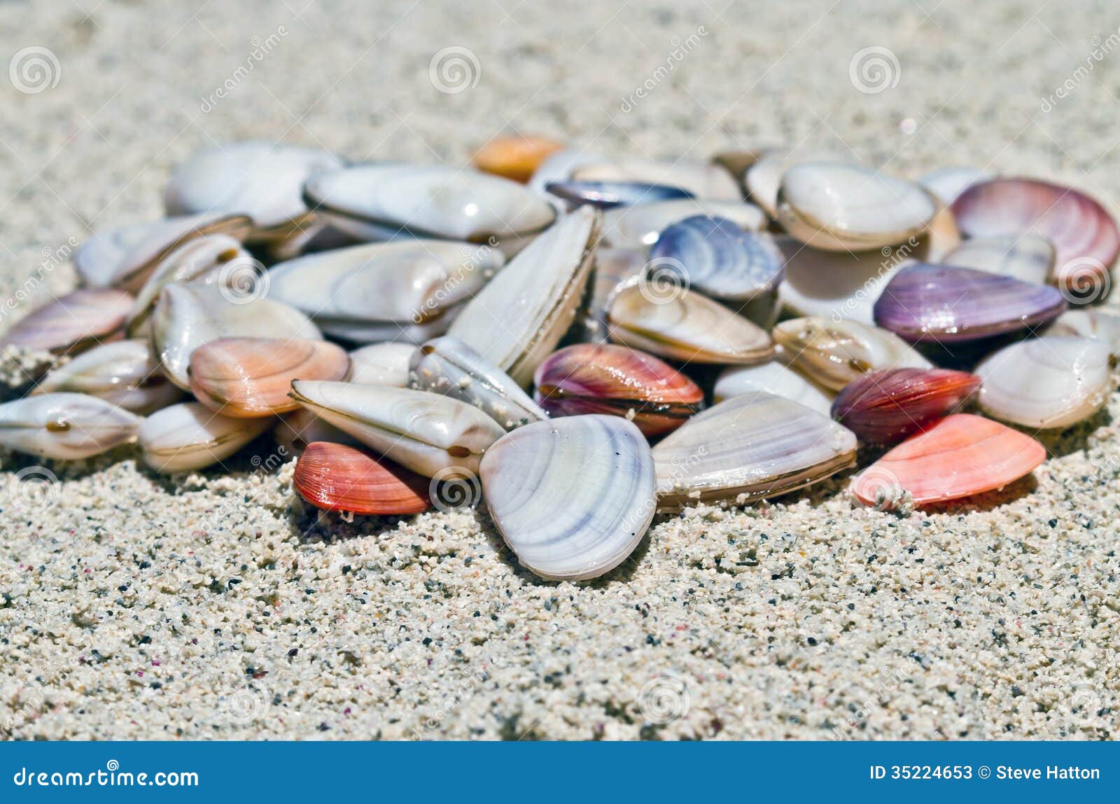 Pippies 2 stock image. Image of australia, pippies, colours - 35224653