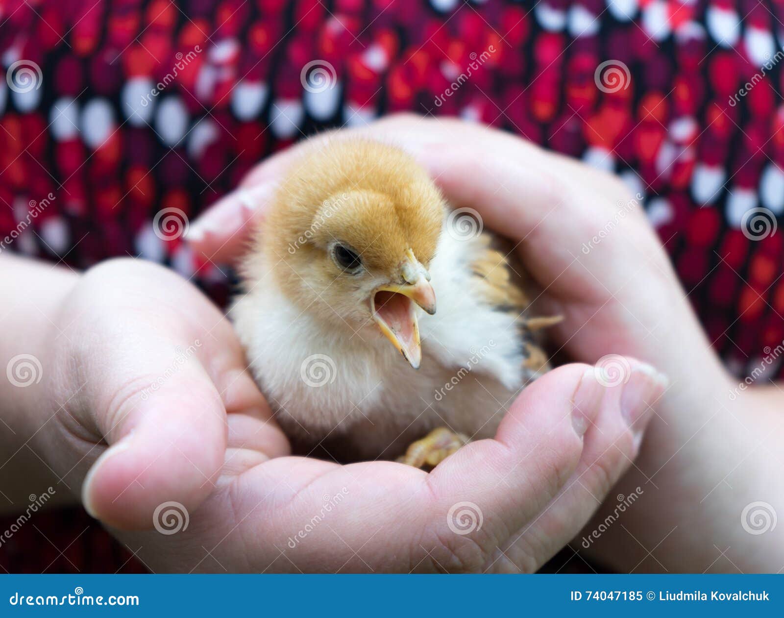 Pipping Cute Small Chicken in Hands Stock Image - Image of poultry ...