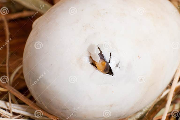 Pipping egg stock image. Image of hatchling, unborn, chicken - 20536253
