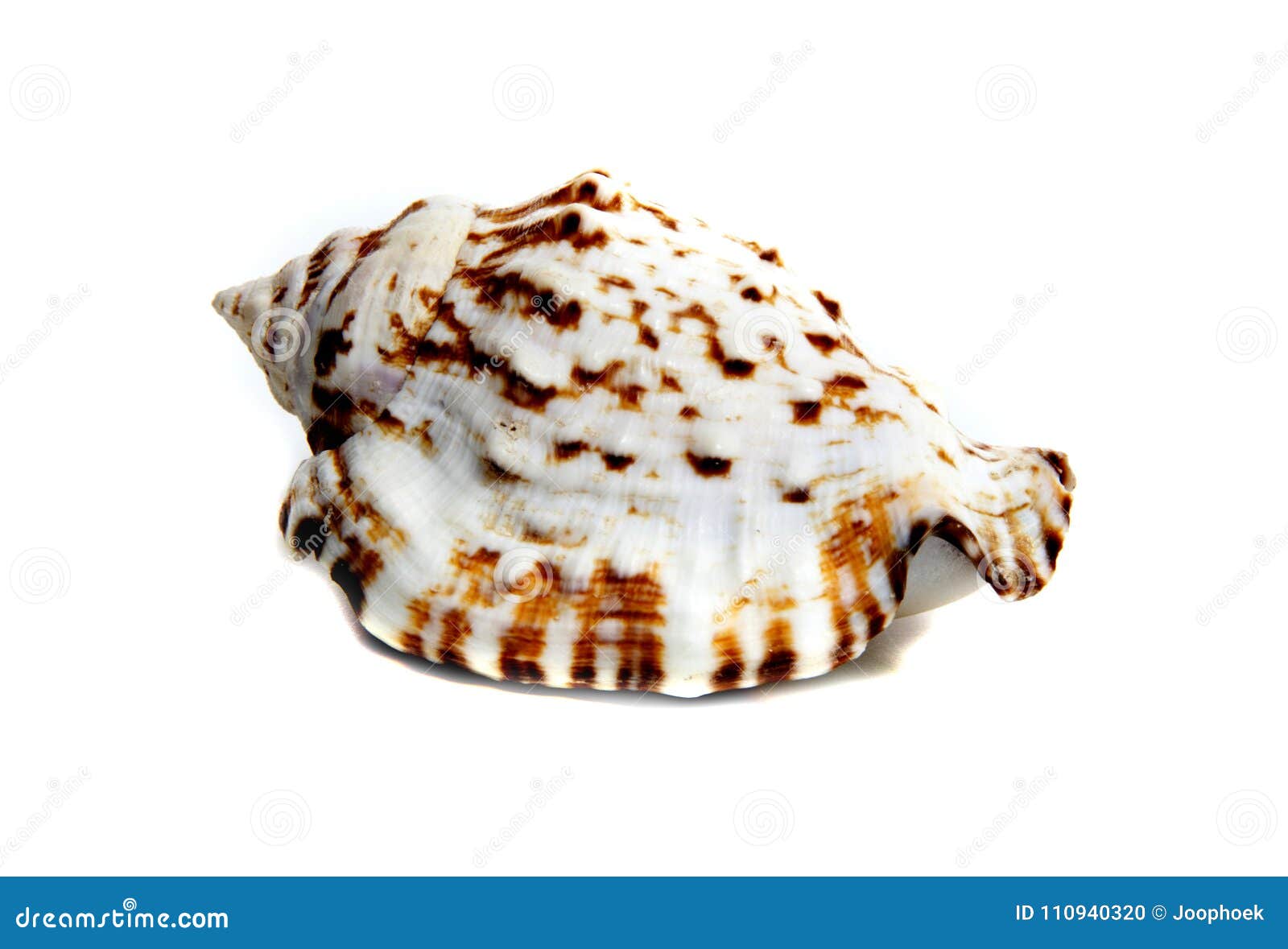 Pipus del strombus foto de archivo. Imagen de animal - 110940320