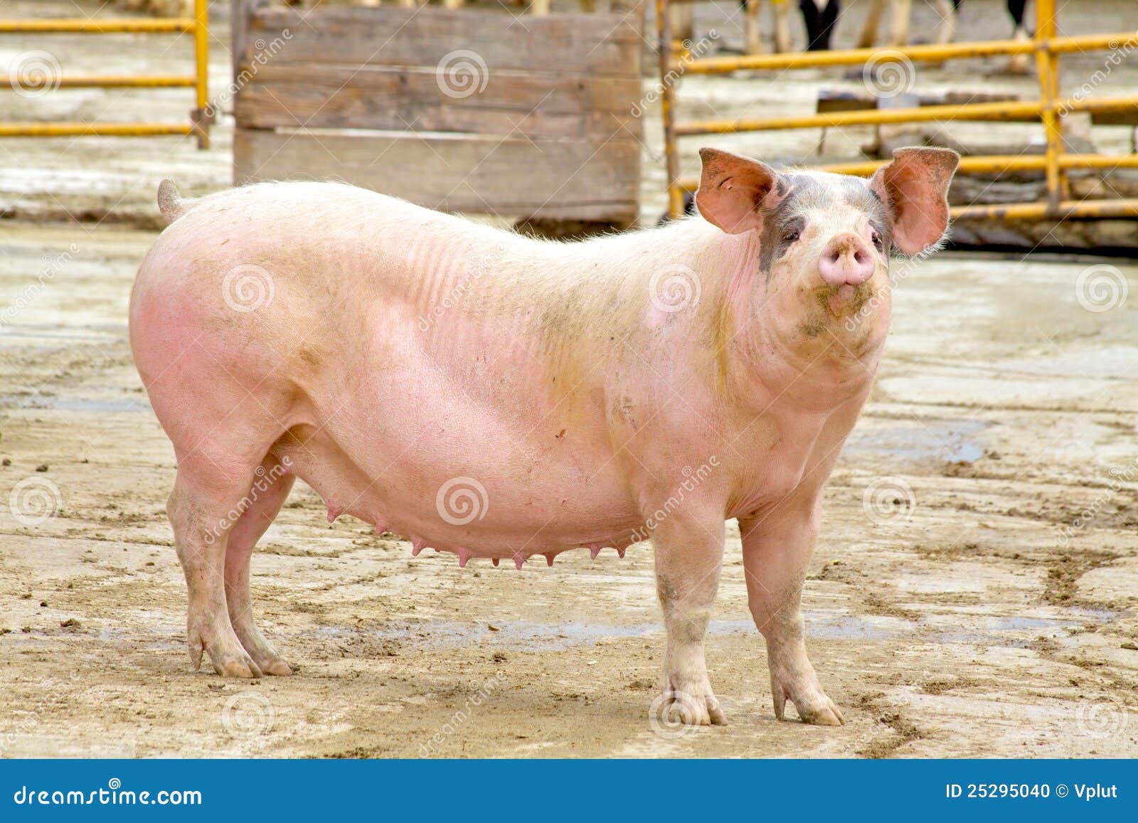 Pique la puerca foto de archivo. Imagen de carne, agricultura - 25295040