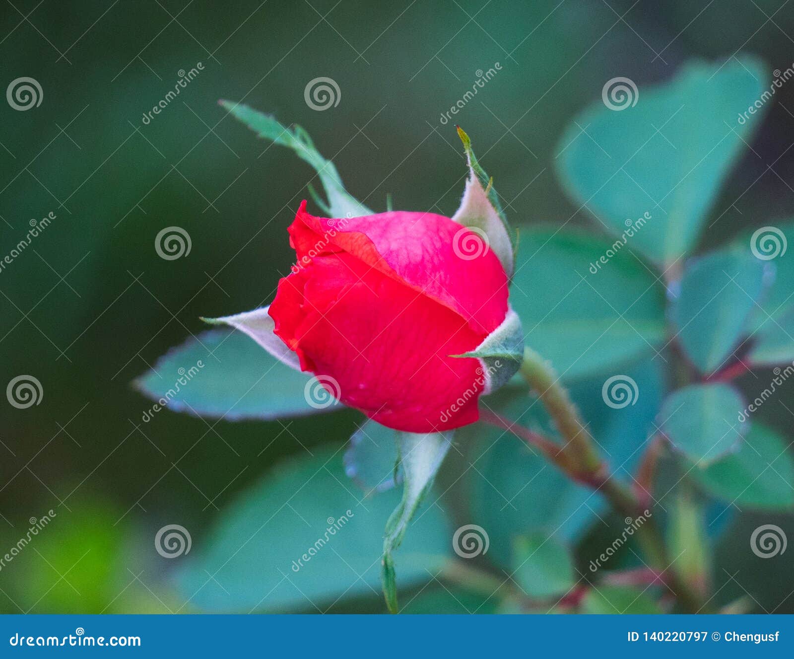 Pique o bot?o de Rosa imagem de stock. Imagem de flora - 140220797