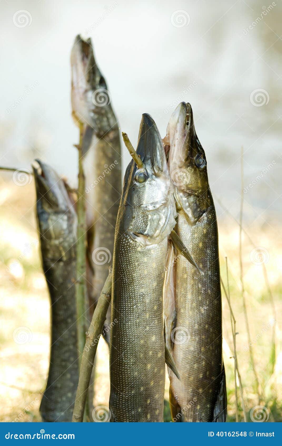 Pique quatro foto de stock. Imagem de pesca, eviscerado - 40162548