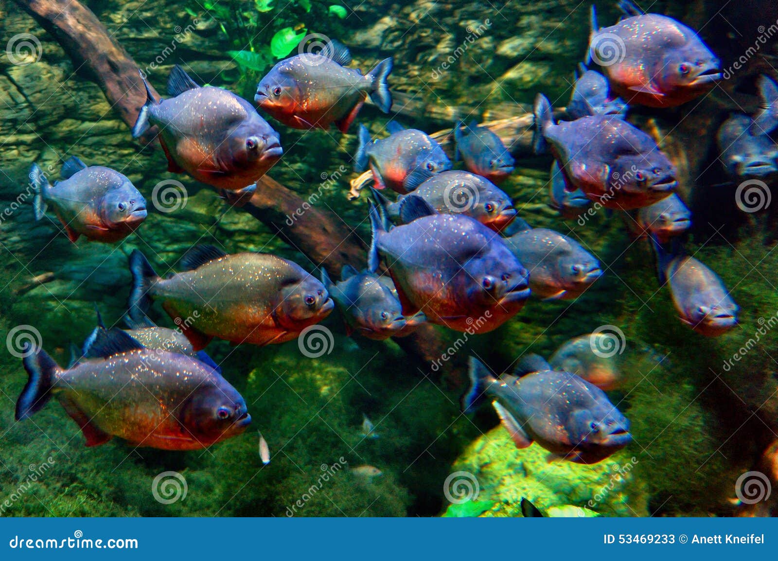 Pirañas imagen de archivo. Imagen de verde, marina, océano - 53469233