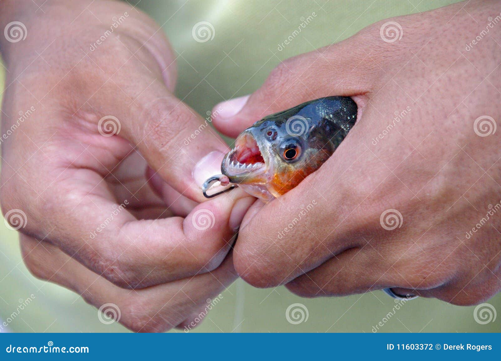 Piranha stock photo. Image of hold, savage, south, fish - 11603372