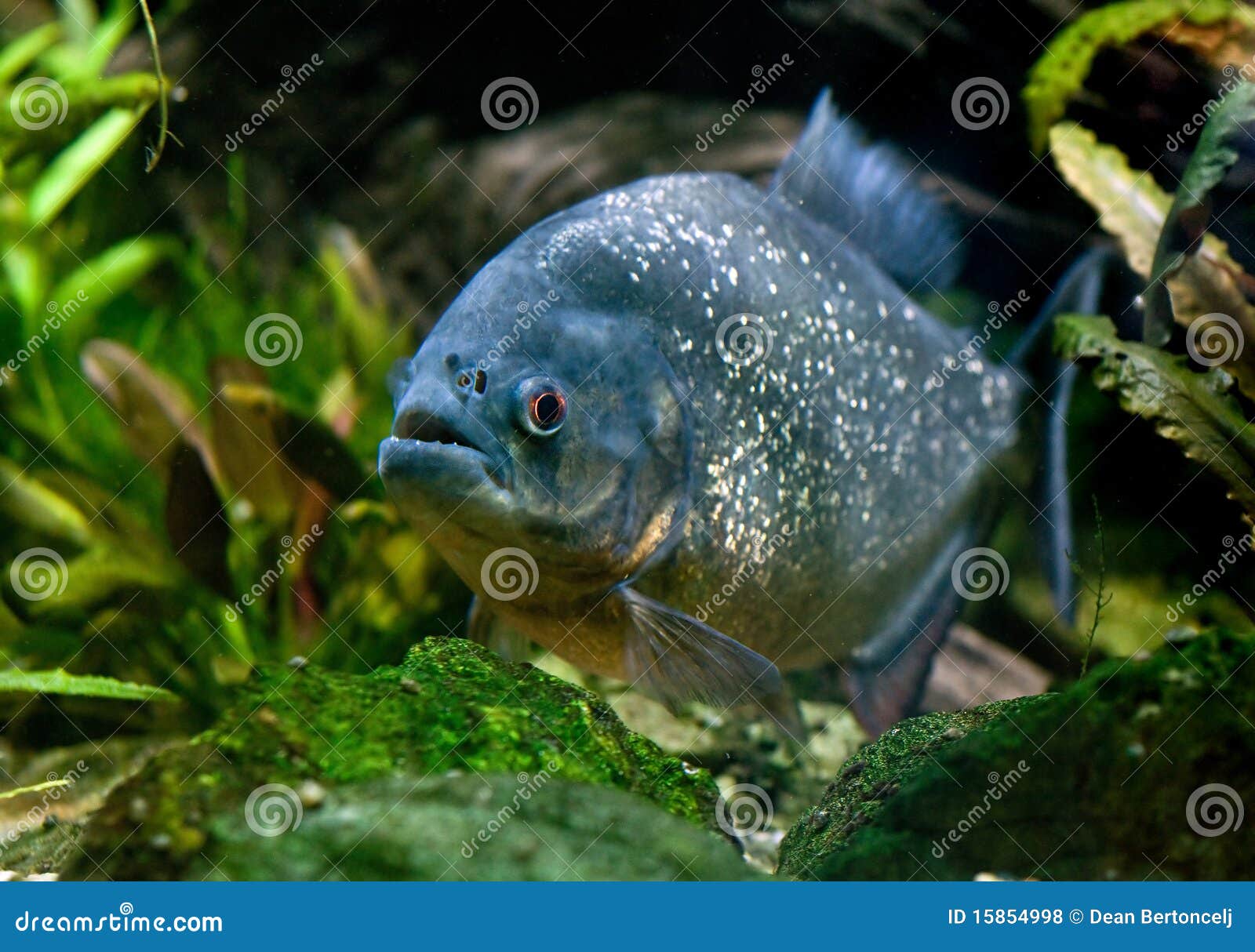 Piranha stock photo. Image of river, jaws, animals, america - 15854998