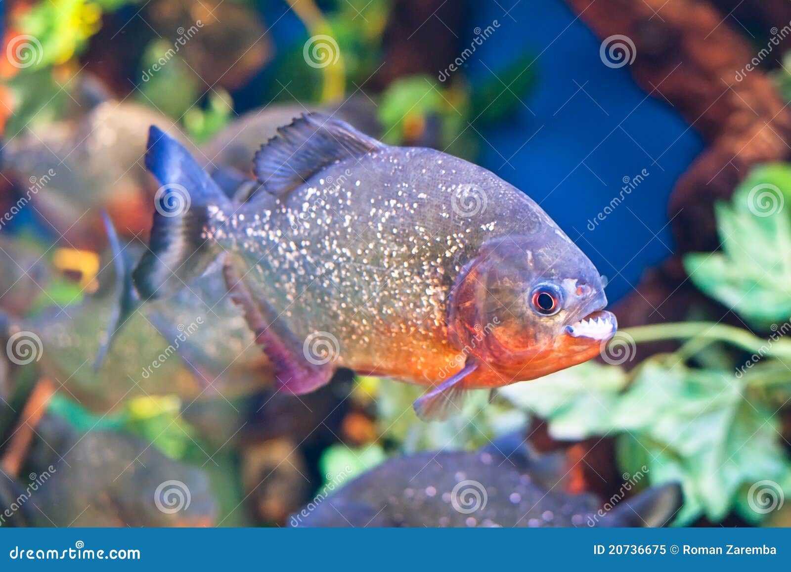 Piranha stock image. Image of life, natural, aquarium - 20736675